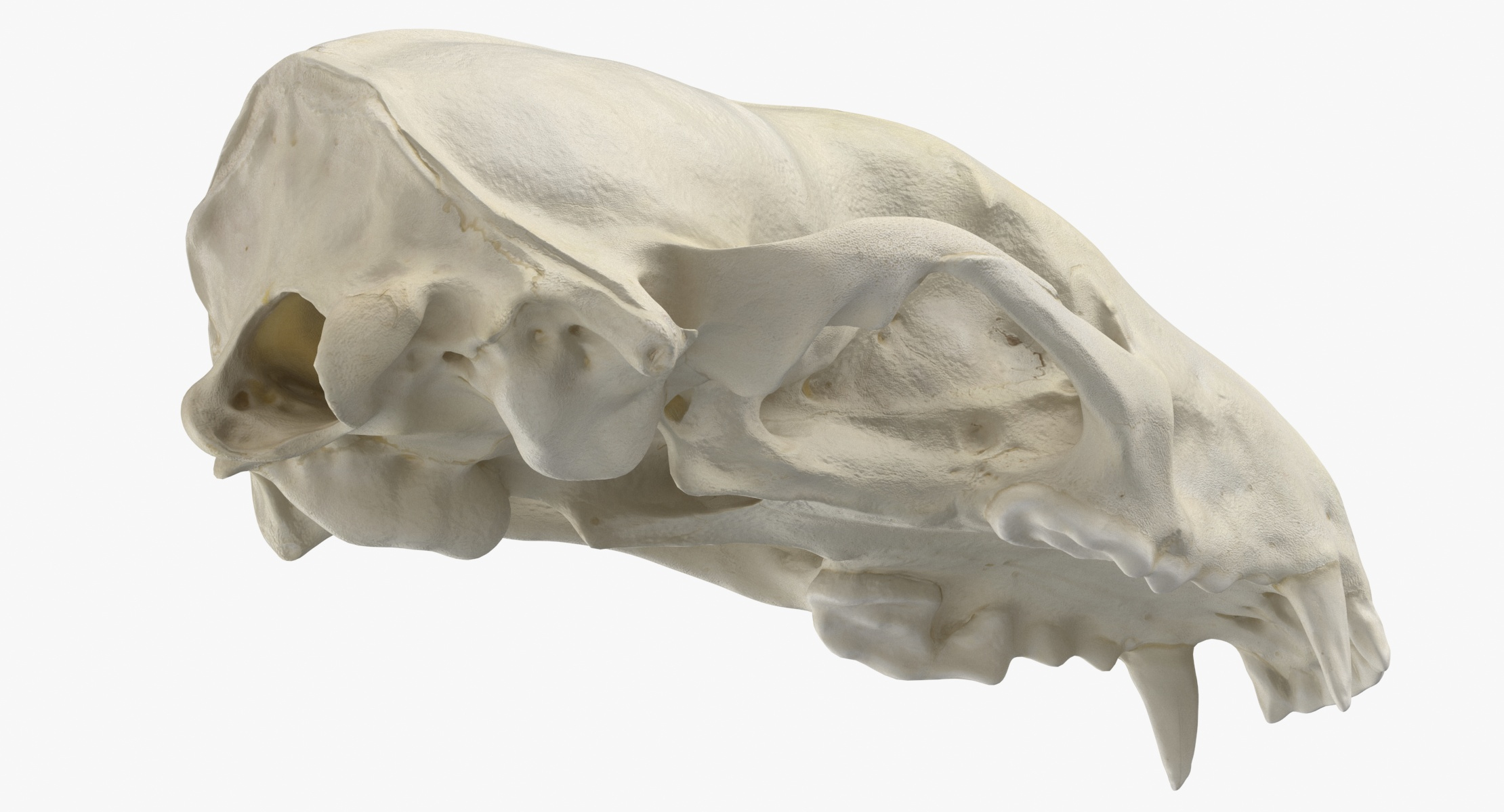 modelo 3d Real European Badger (Meles Meles) Skull 01 - TurboSquid 1817845