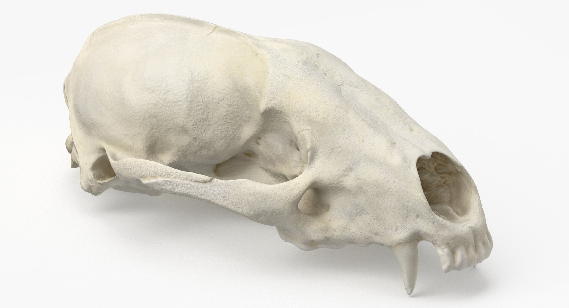 3D Model Real European Badger ( Meles Meles ) Skull 01 - TurboSquid 1817845