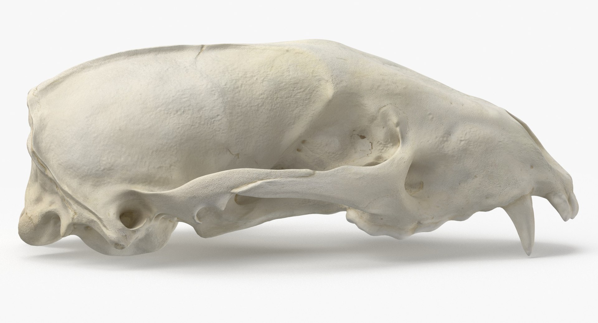 3D Model Real European Badger ( Meles Meles ) Skull 01 - TurboSquid 1817845