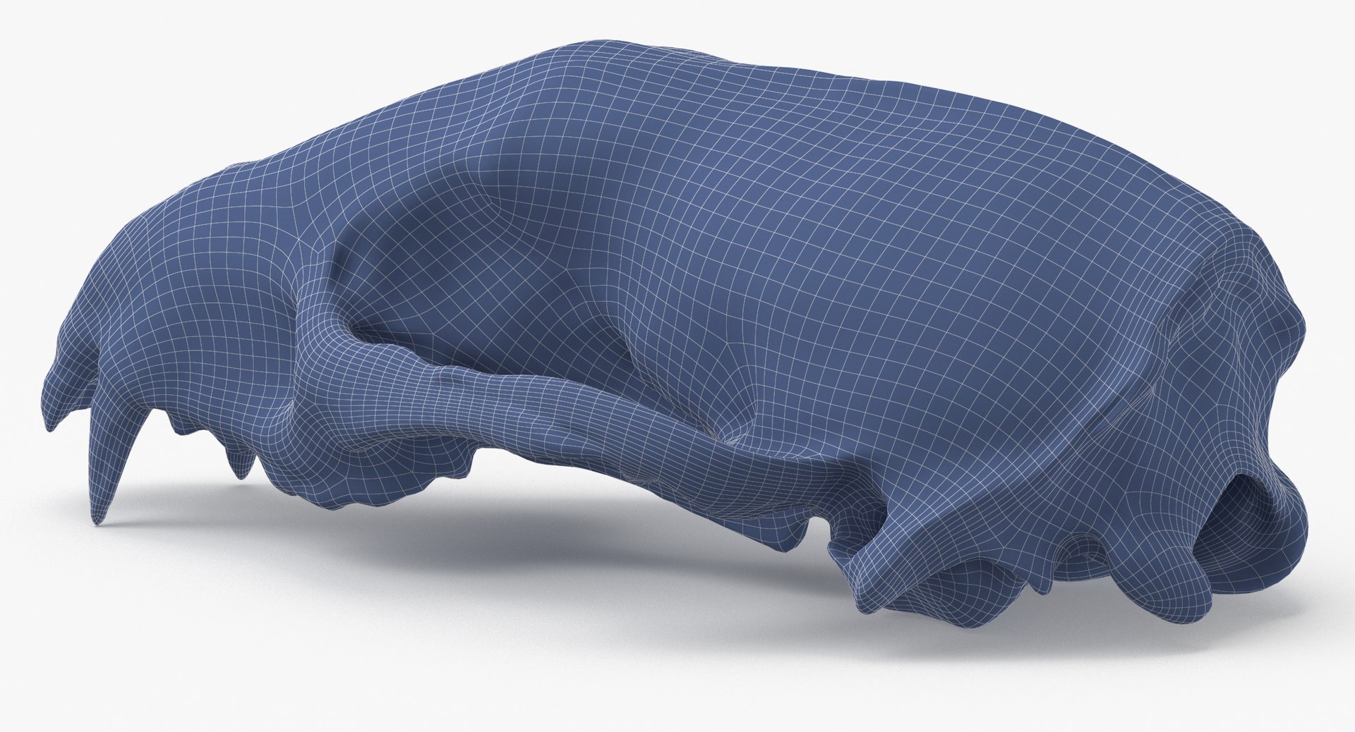 3D Model Real European Badger ( Meles Meles ) Skull 01 - TurboSquid 1817845