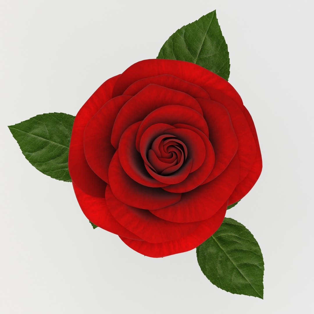 Rose Branch Red 3d Model