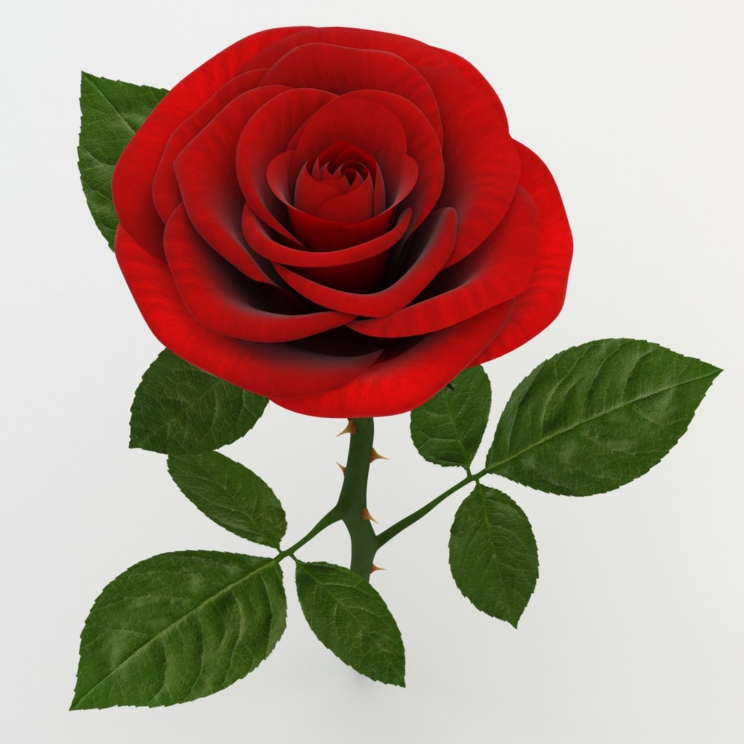 Rose Branch Red 3d Model