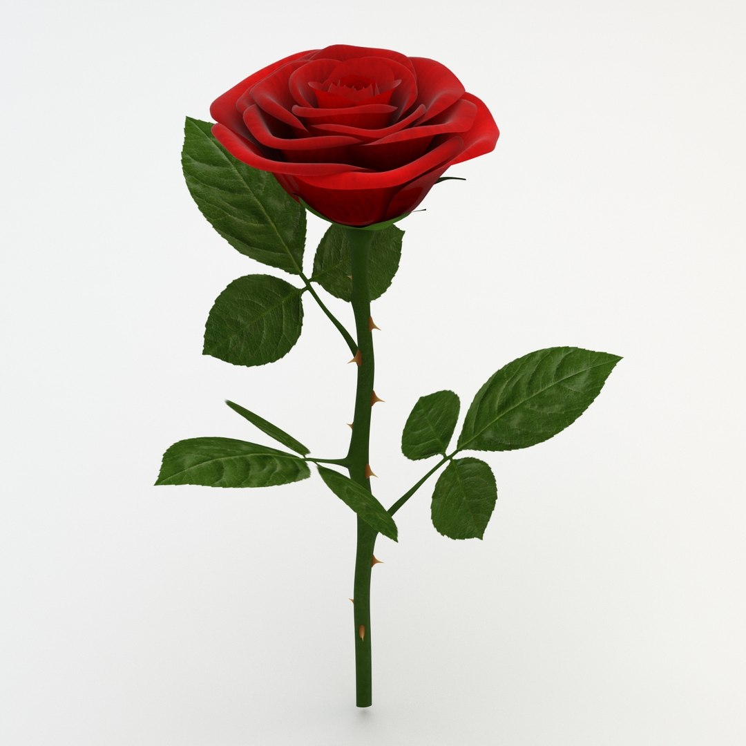 Rose Branch Red 3d Model