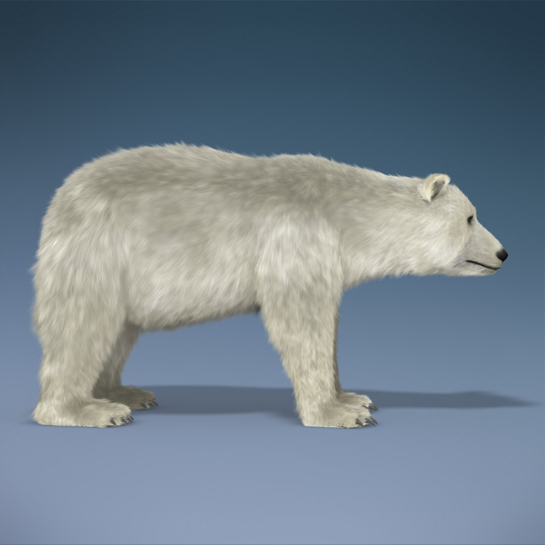 max polar bear rigged