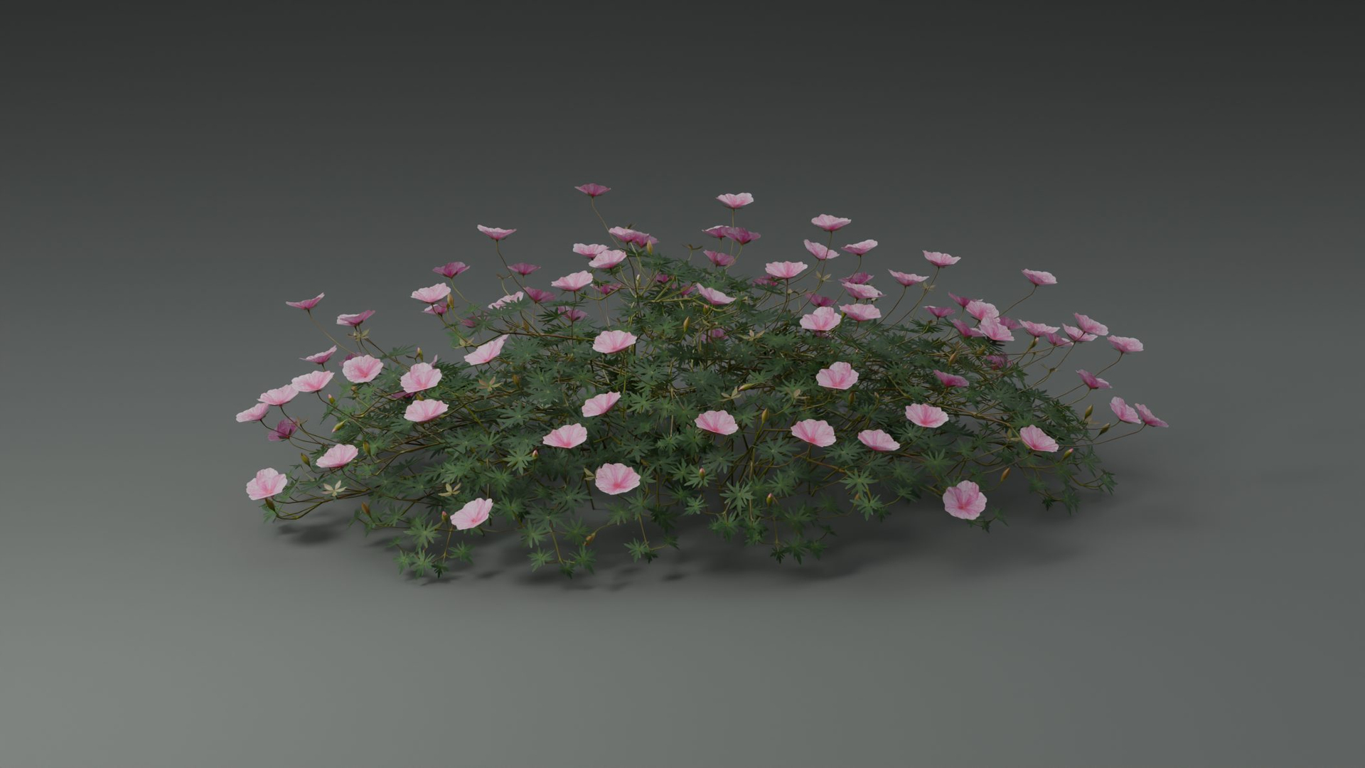 3D Geranium Lancastriense Model - TurboSquid 2426199