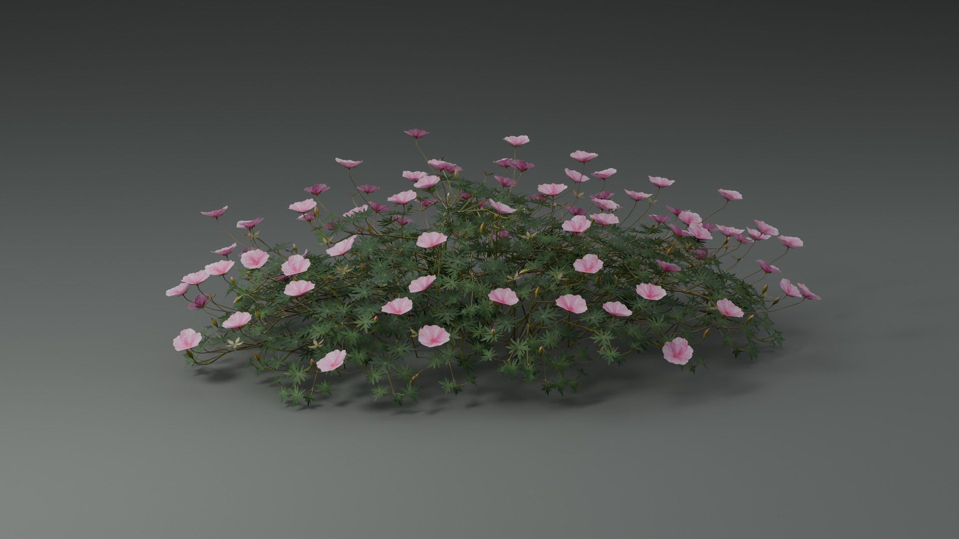 3D Geranium Lancastriense Model - TurboSquid 2426199