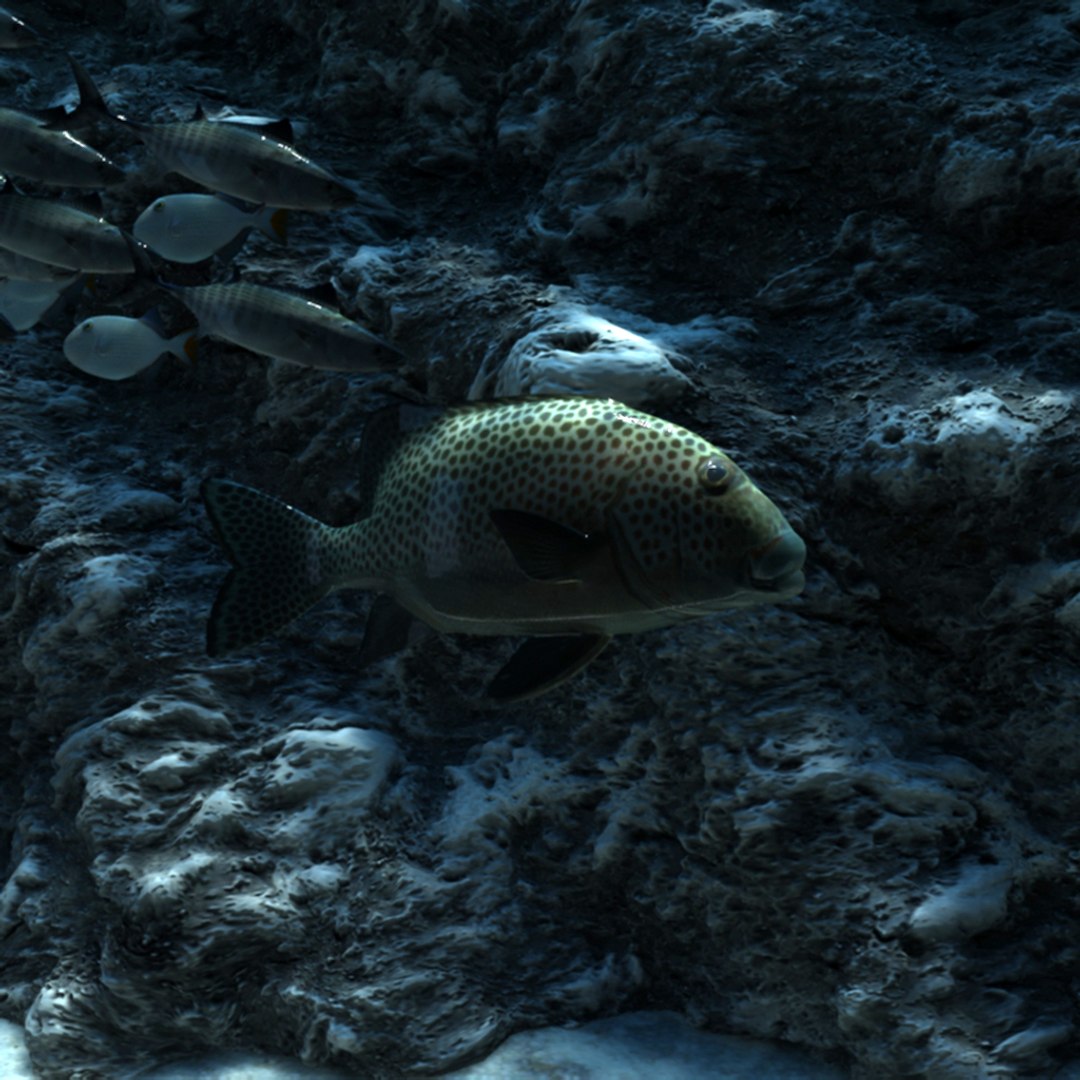 3d Public Aquarium Fish
