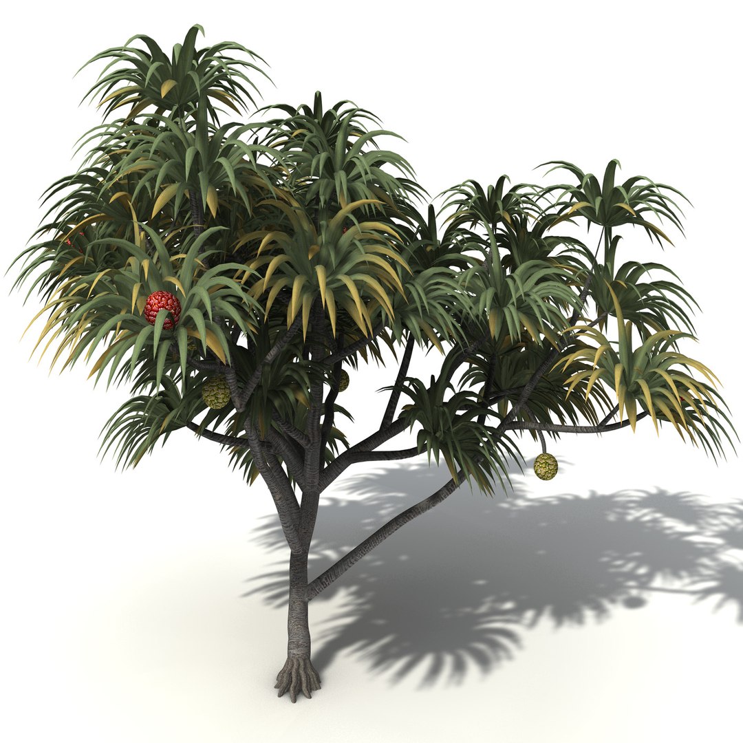 Oceania Trees Xfrogplants 1 3d Model