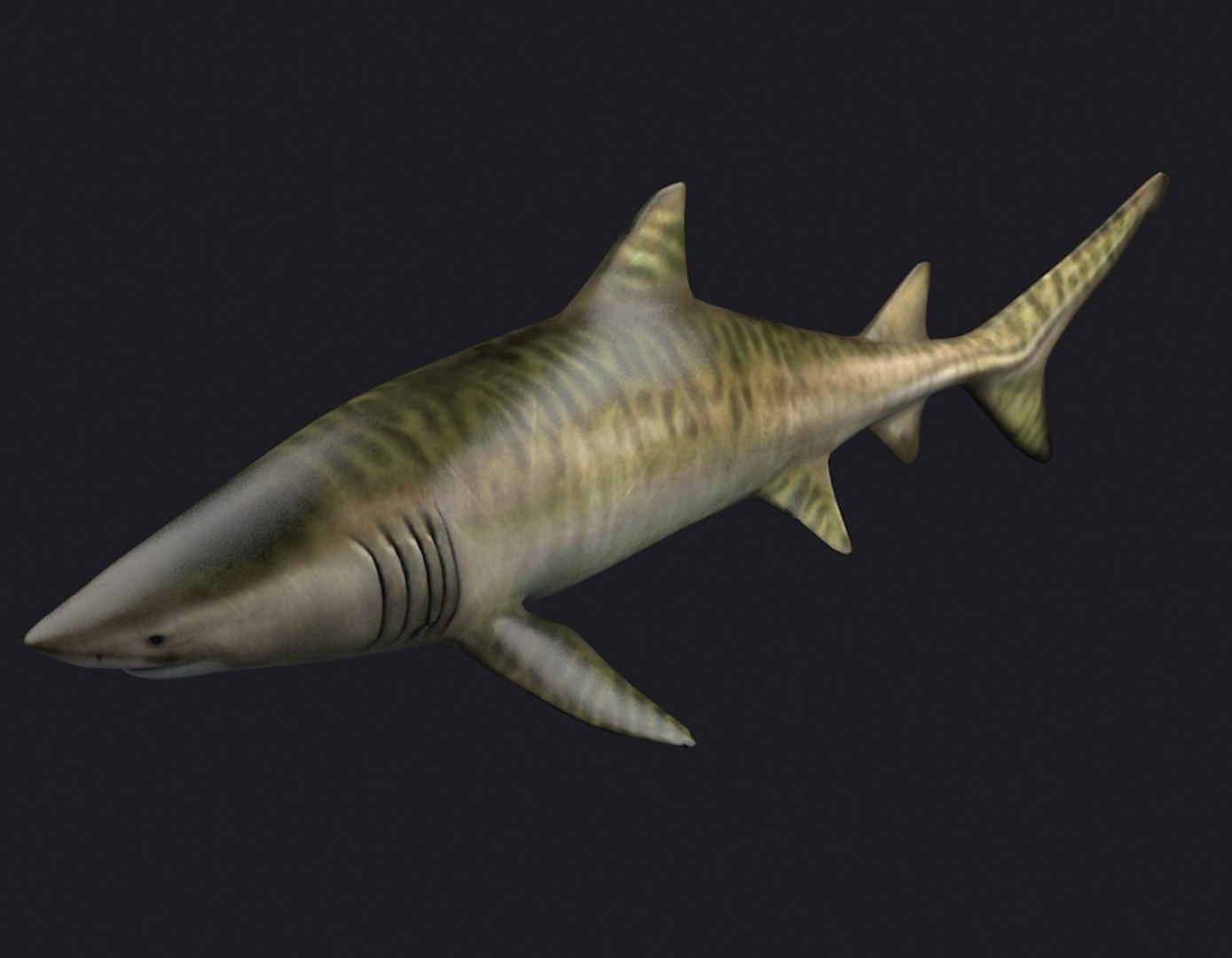 Tiger skin shark weasel 3D - TurboSquid 1617083