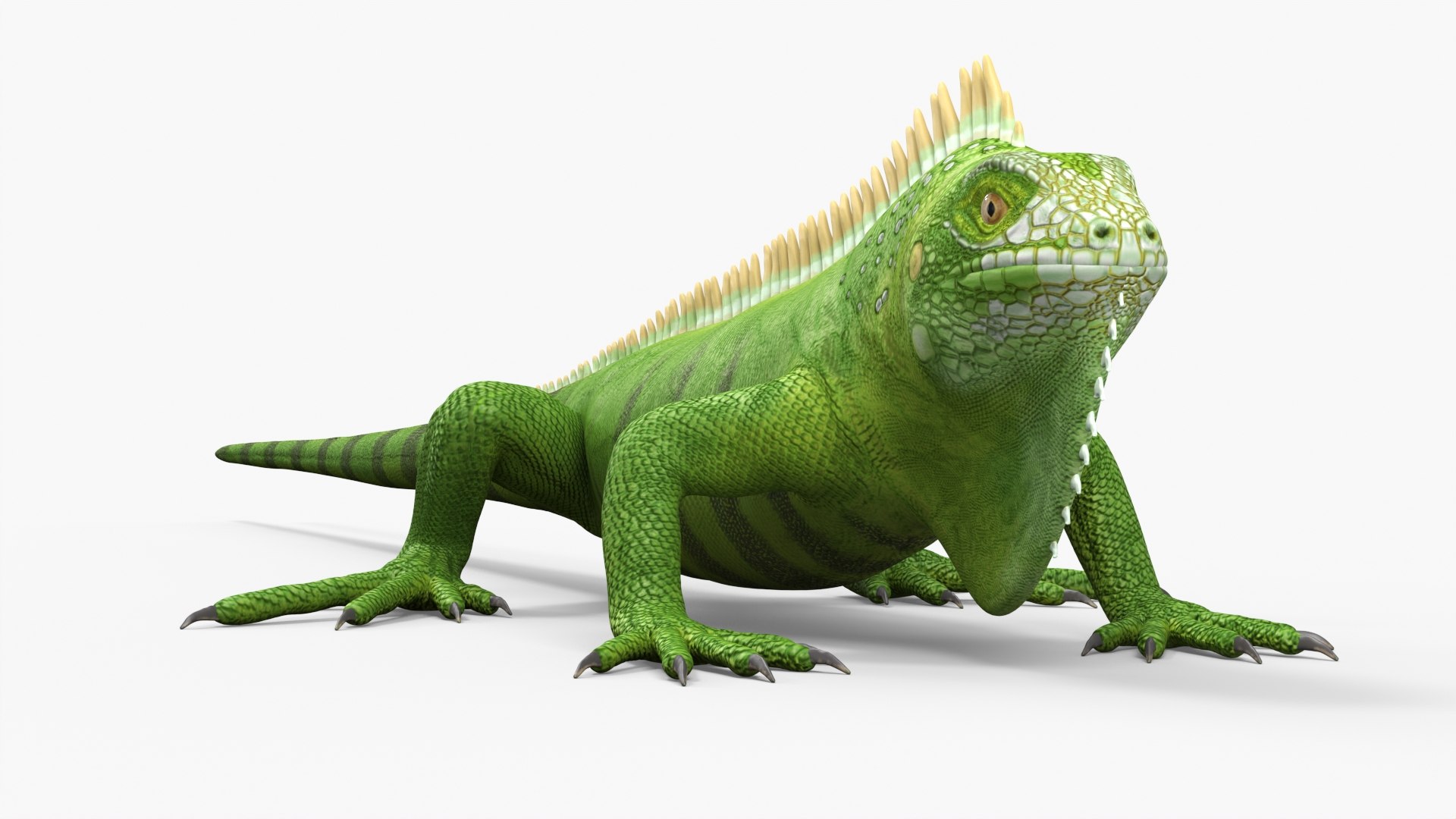 3D Iguana Reptile Creature Model - TurboSquid 2330642