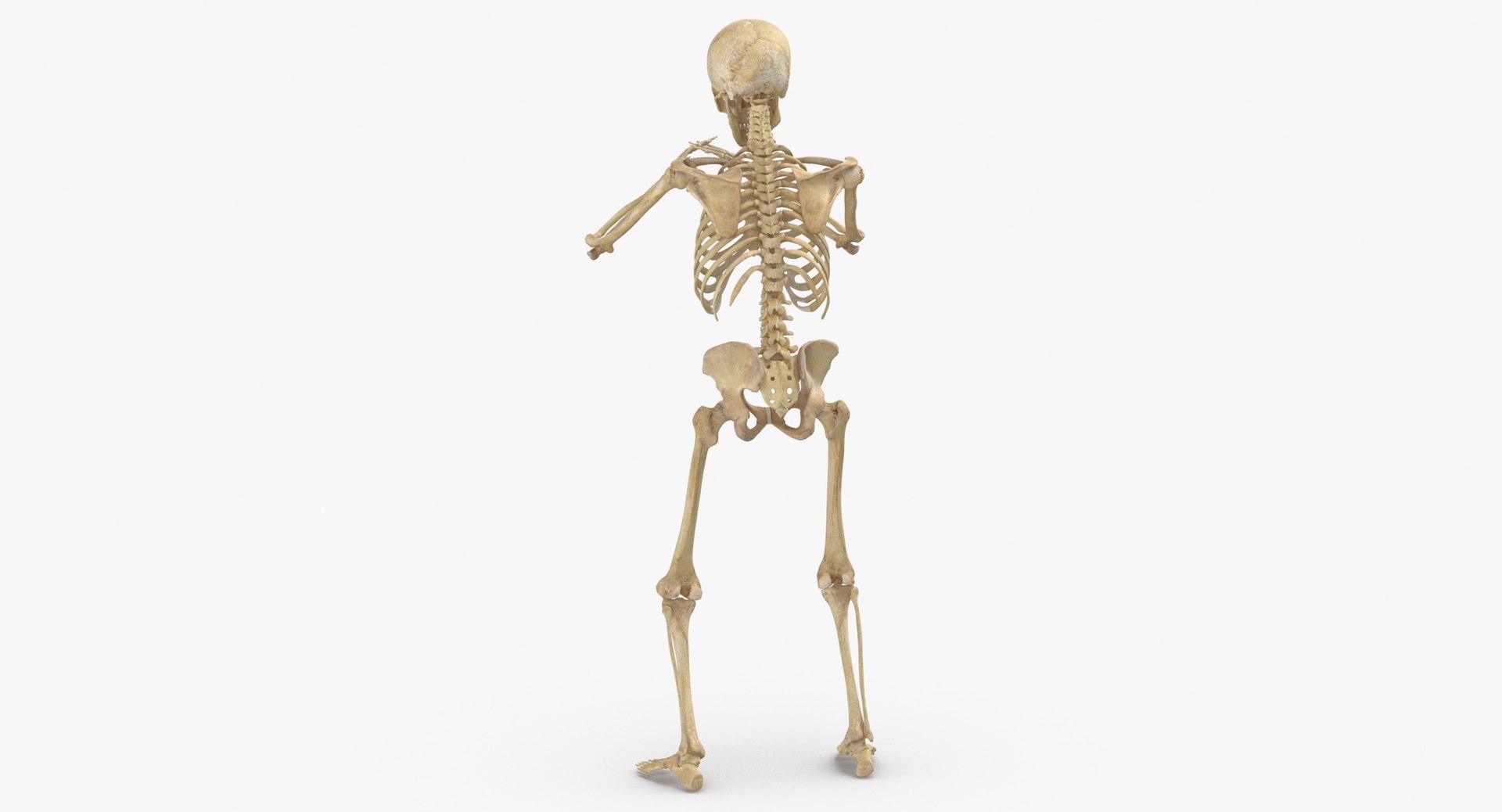 3D real human female skeleton model - TurboSquid 1667802