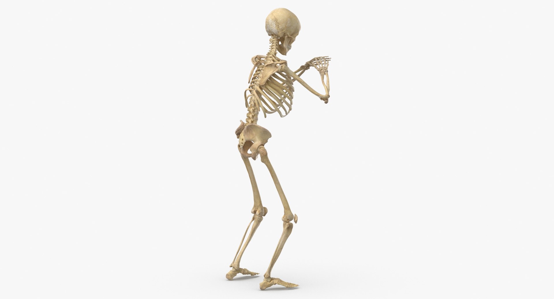 3D real human female skeleton model - TurboSquid 1667802