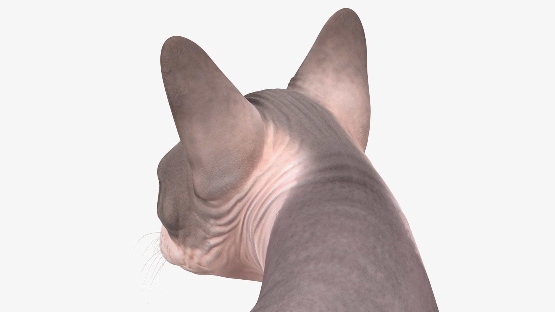 Sphynx Cat with Cat Scratching Post Collection 3D model - TurboSquid ...