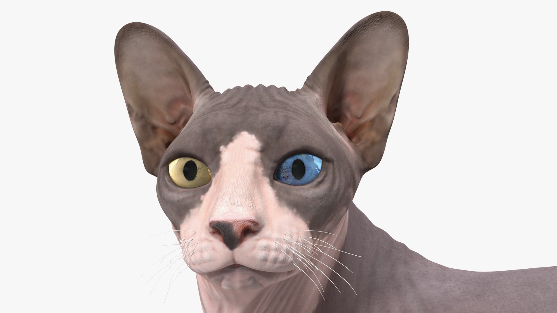 Sphynx Cat With Cat Scratching Post Collection 3D Model - TurboSquid ...