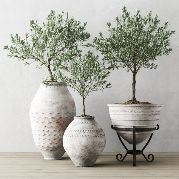 Free 3D Olive-Tree Models | TurboSquid