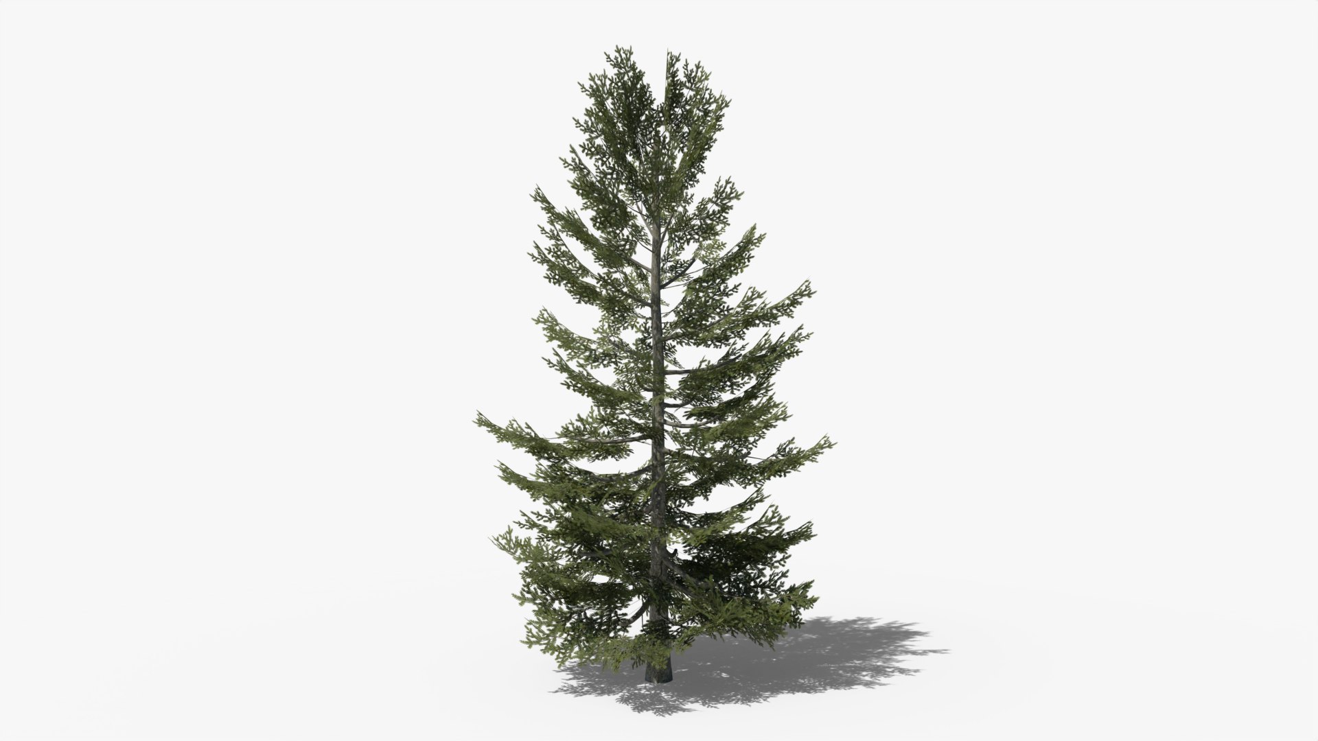 Pine V8 3D Model - TurboSquid 2145188