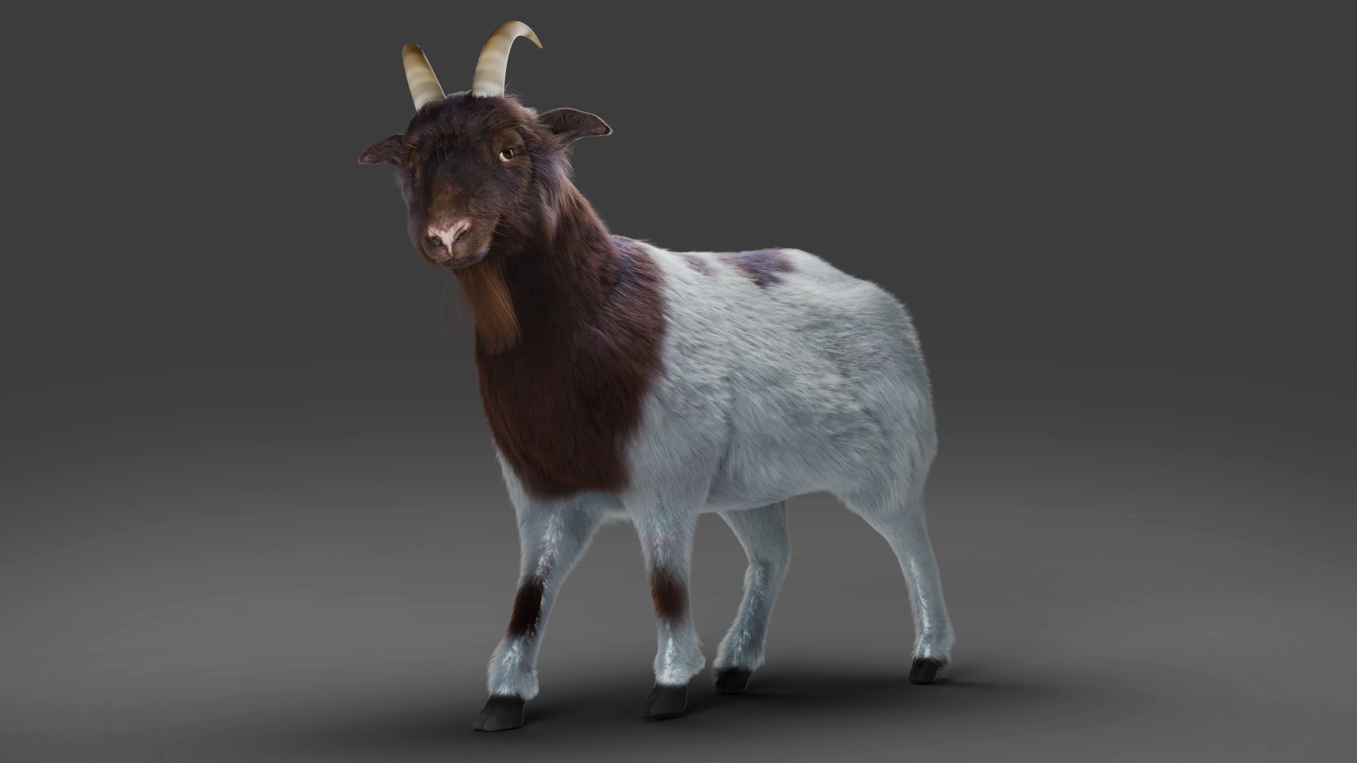 Fur Goat 03 Rigged In Blender 3D Model - TurboSquid 1950051