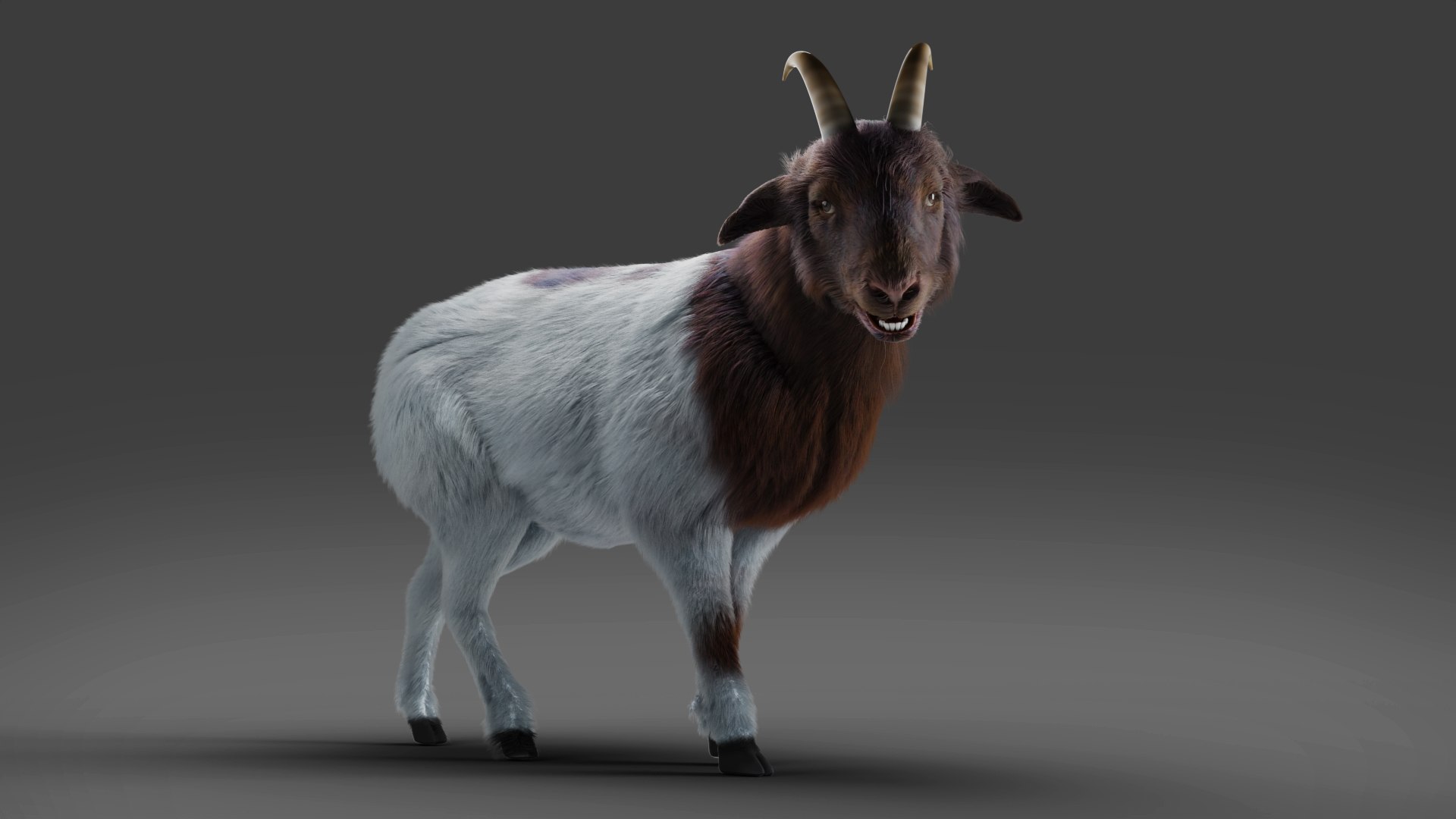 Fur Goat 03 Rigged In Blender 3D Model - TurboSquid 1950051