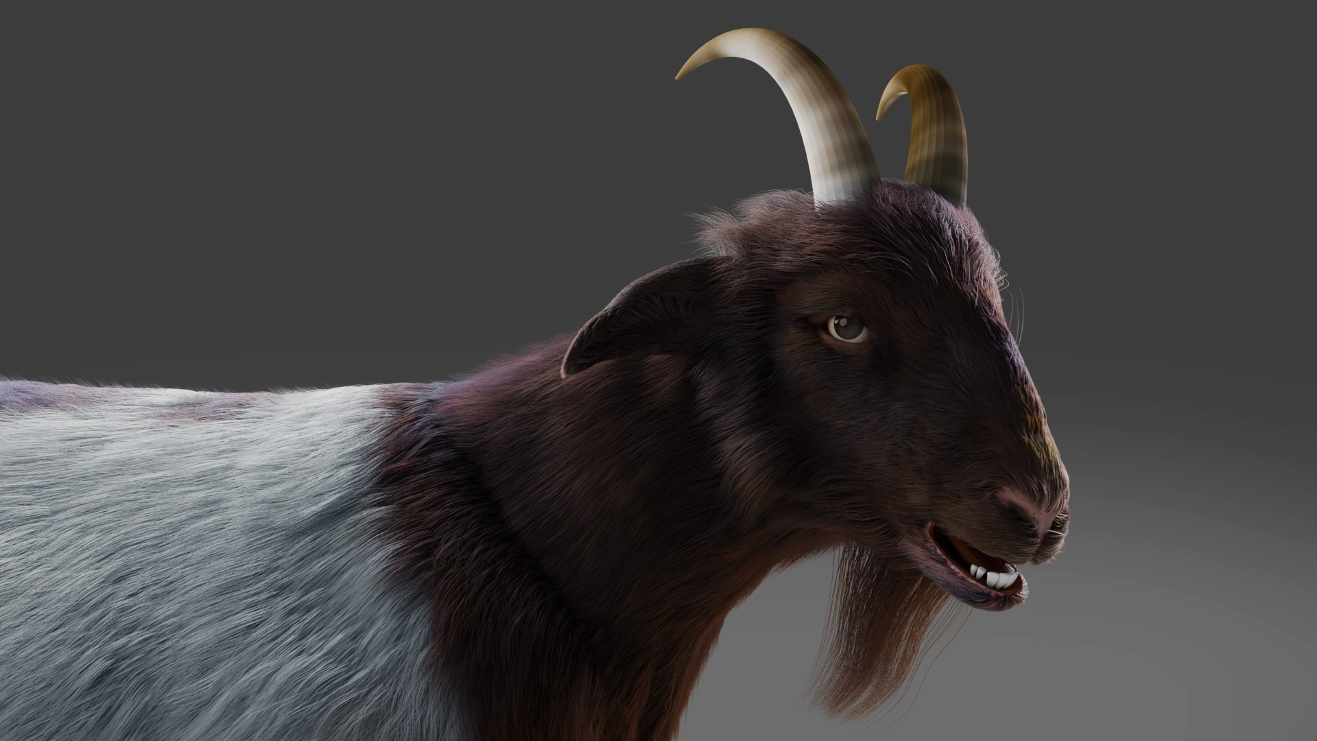 Fur Goat 03 Rigged In Blender 3D Model - TurboSquid 1950051