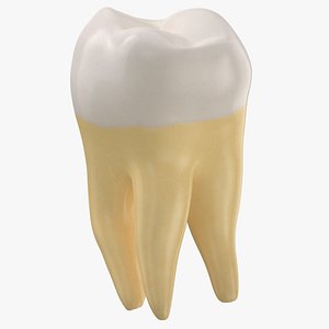 3D Molar Models - Browse & Download Formats - TurboSquid