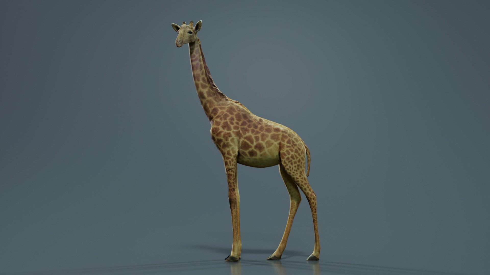 3D Giraffe Remastered - TurboSquid 2359807