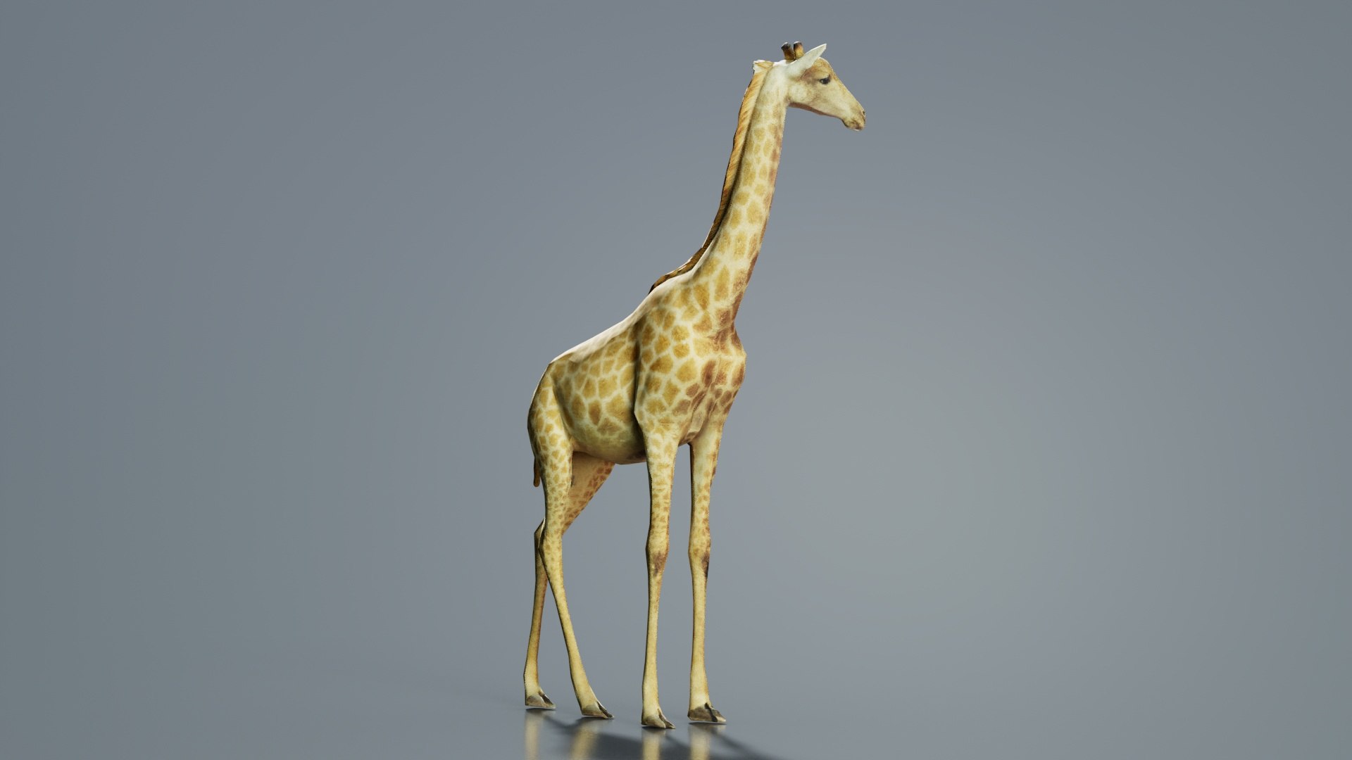 3D Giraffe Remastered - TurboSquid 2359807