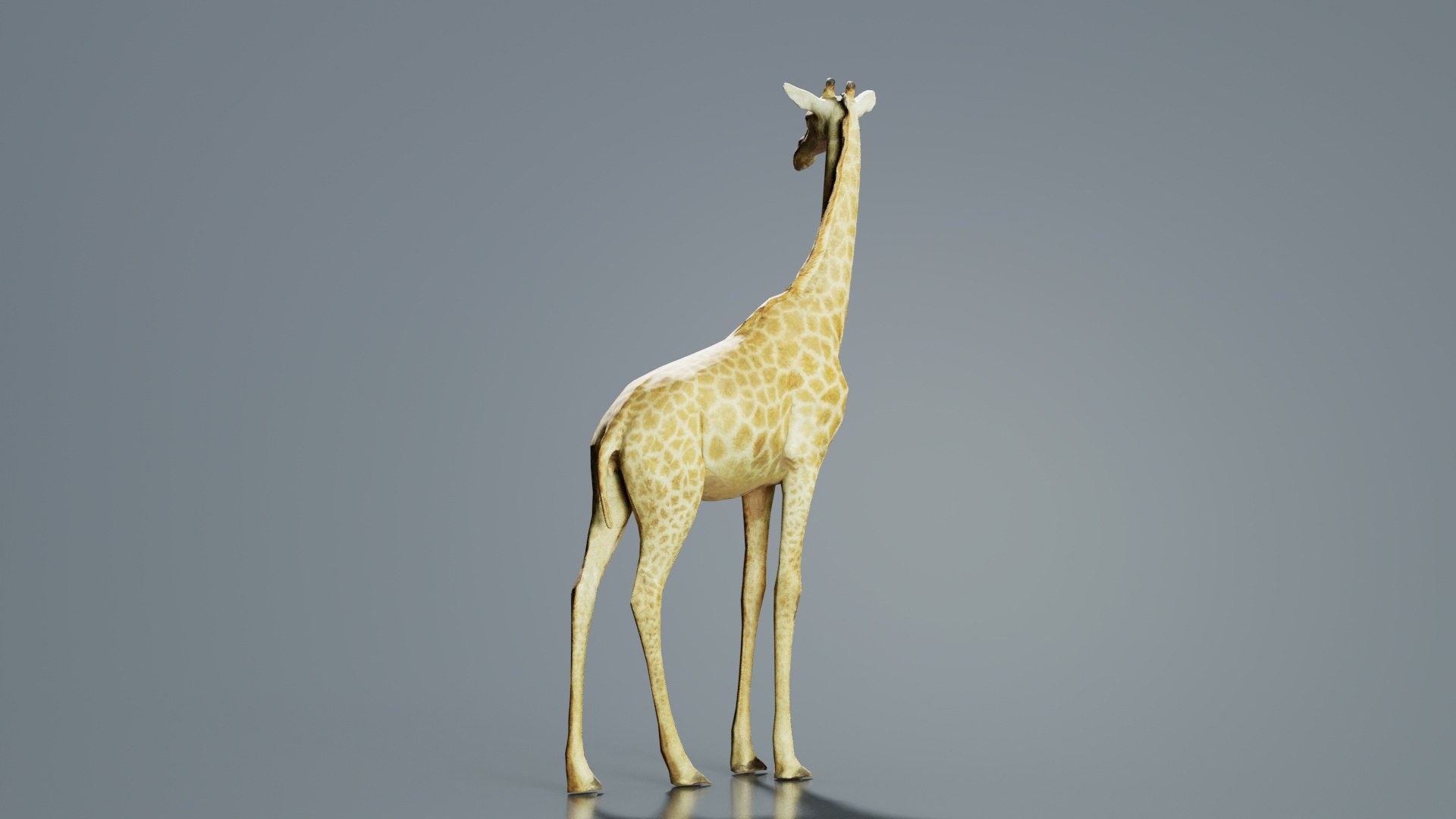 3D Giraffe Remastered - TurboSquid 2359807