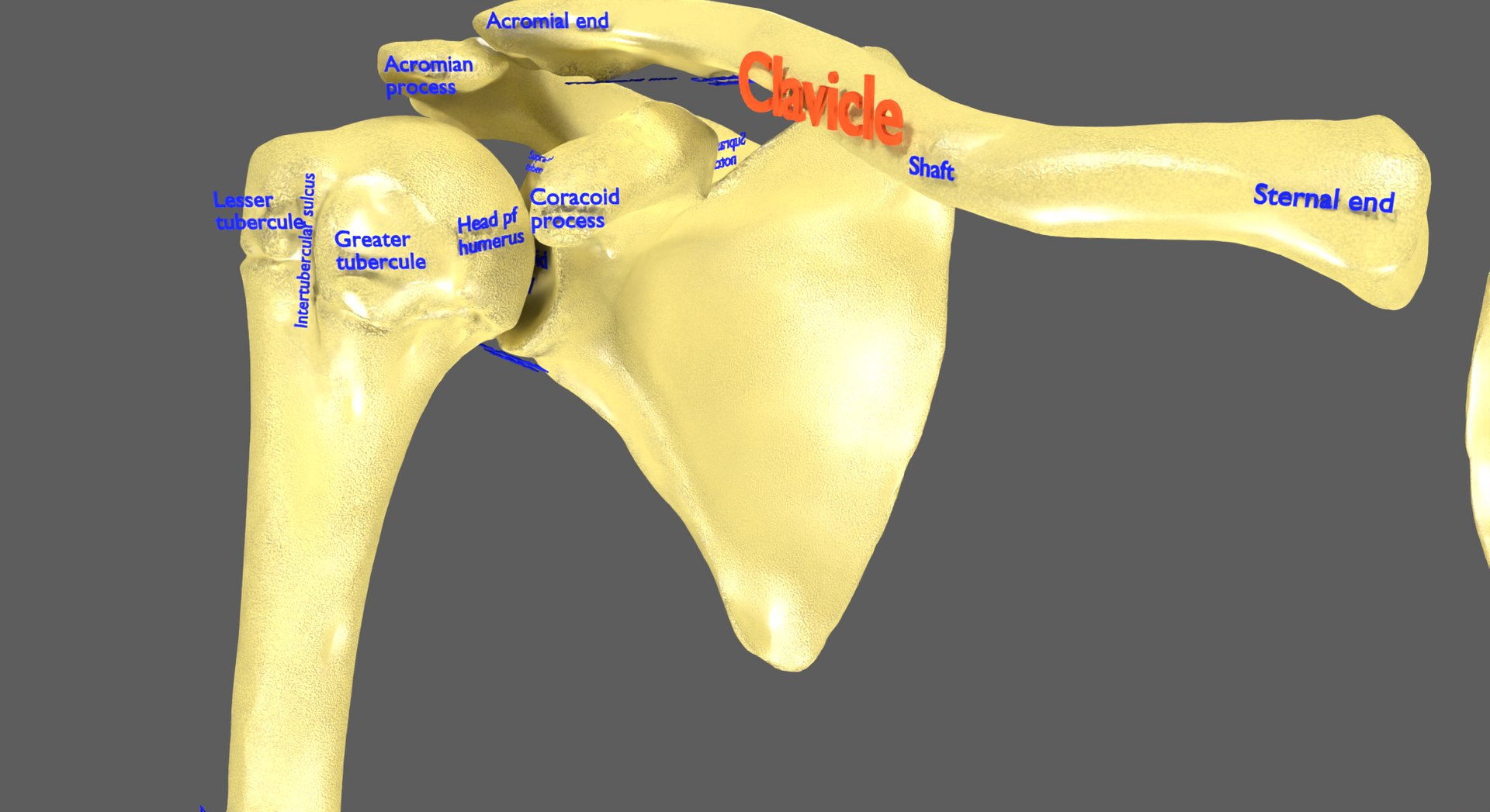 Limbs With Girdle bones name parts text labelled 3D model - TurboSquid ...