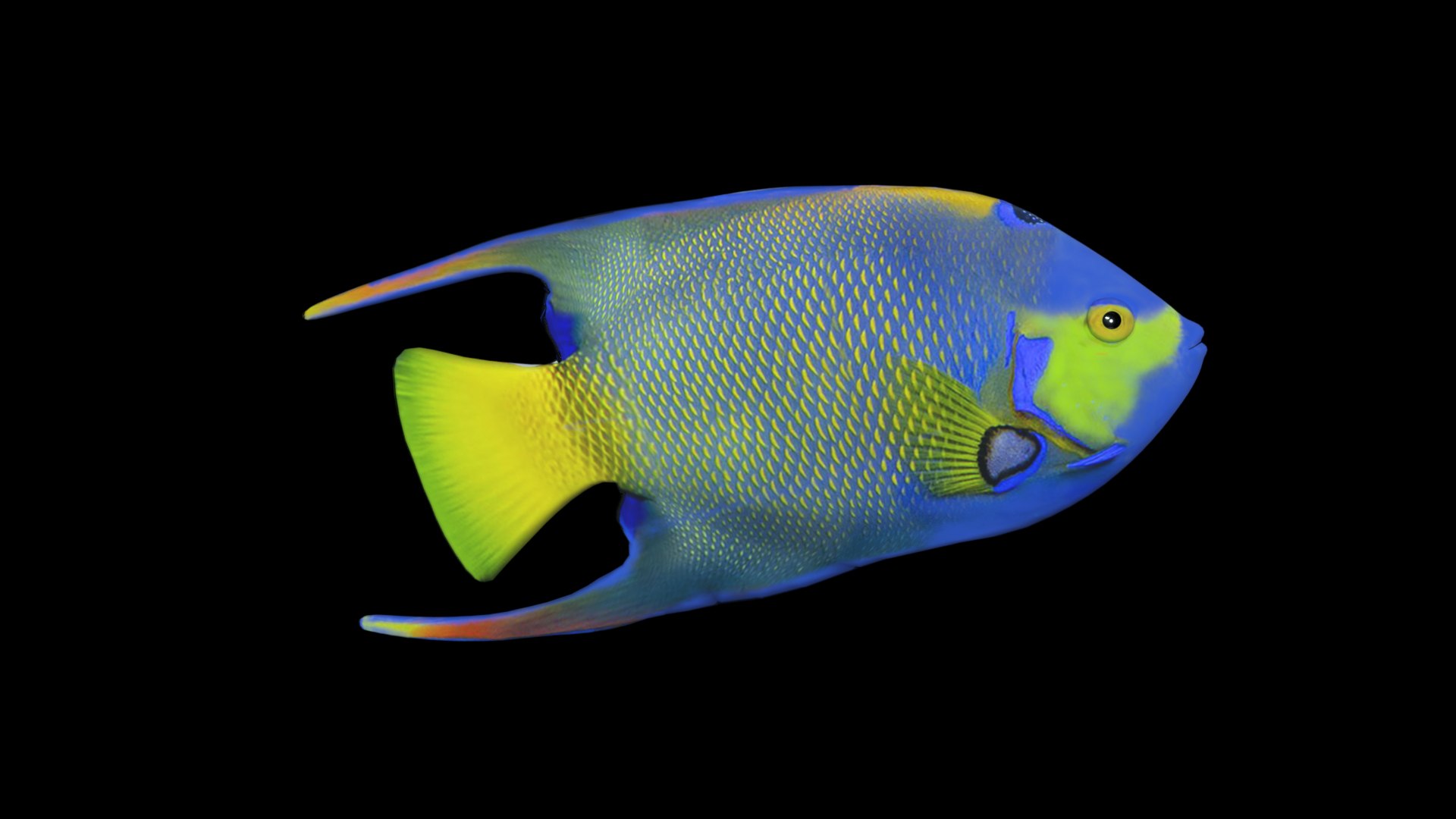 Angel Fish 3D Model - TurboSquid 2064127