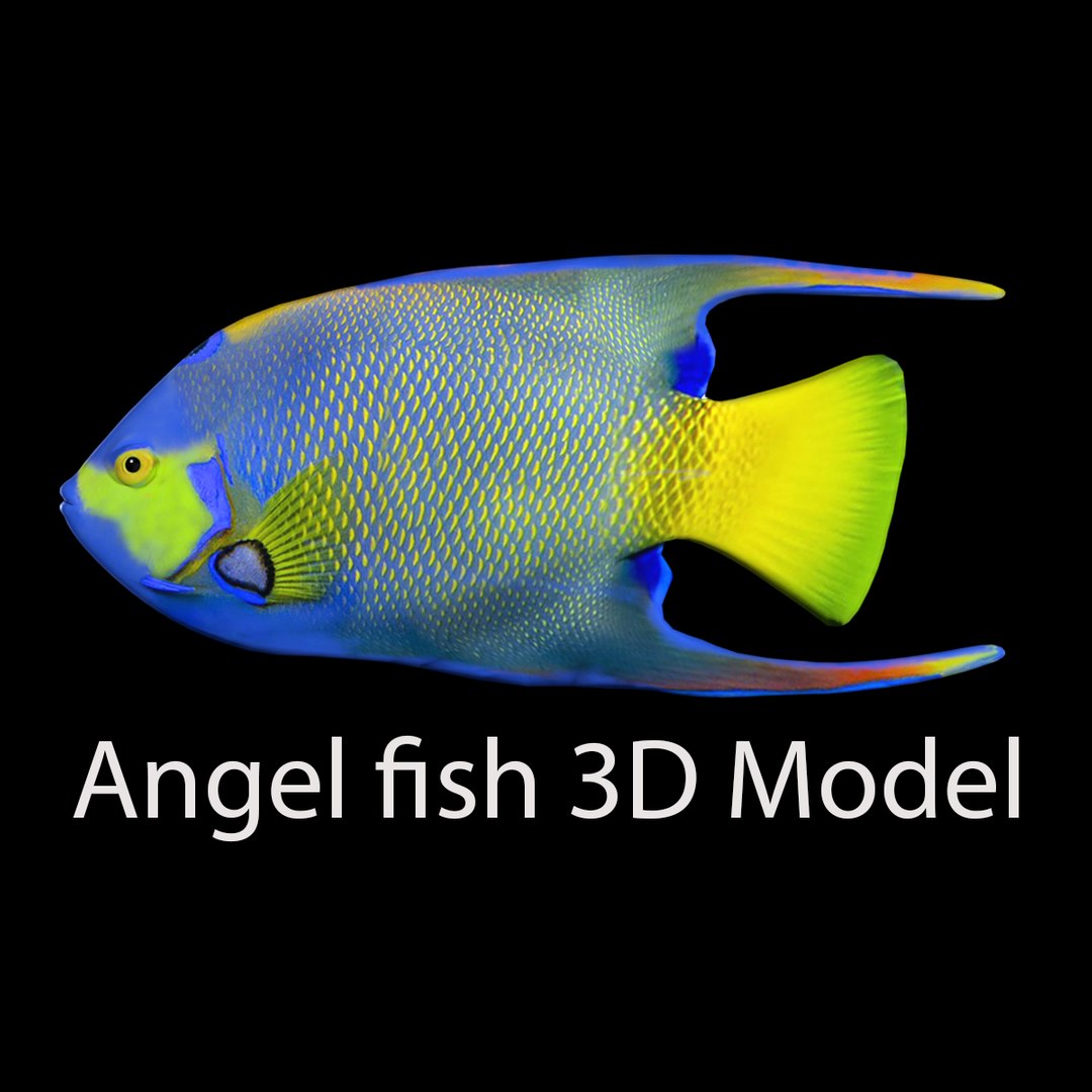 Angel Fish 3D Model - TurboSquid 2064127