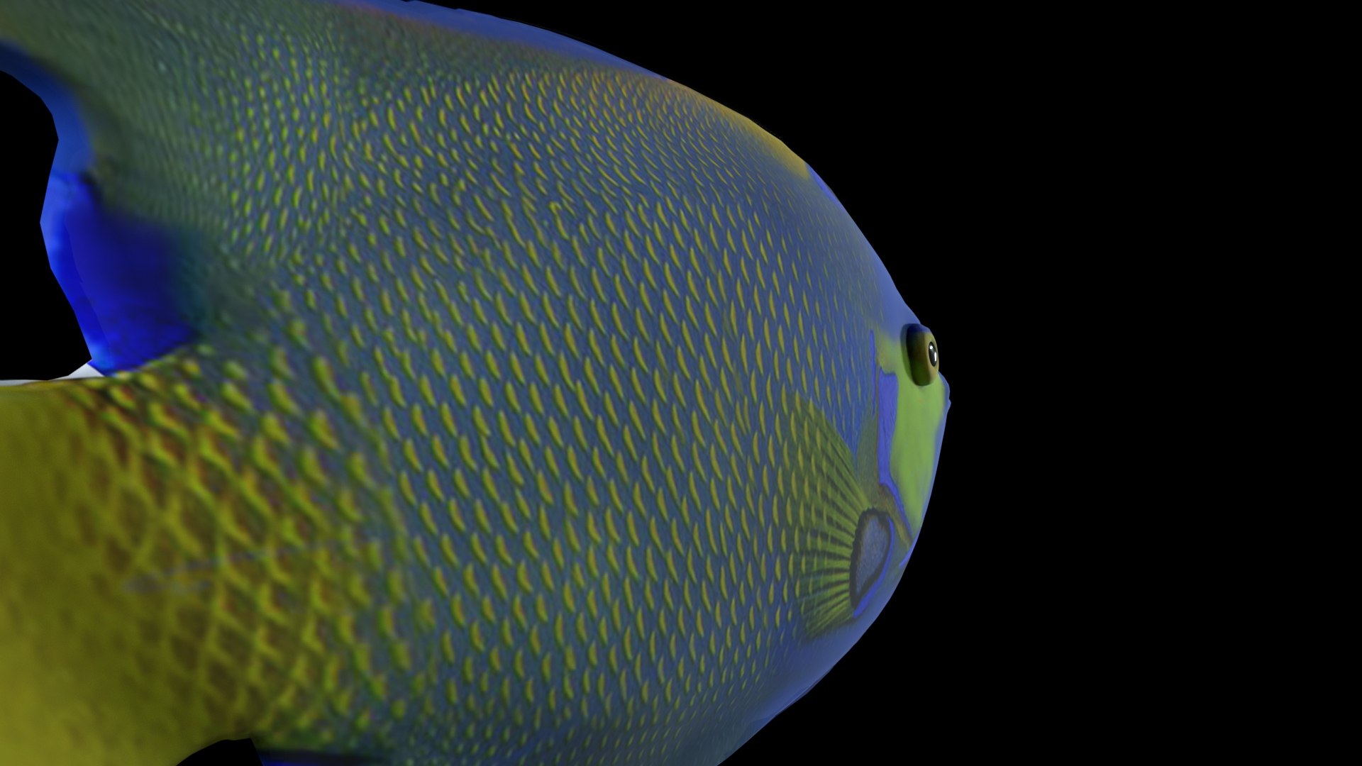 Angel Fish 3D Model - TurboSquid 2064127