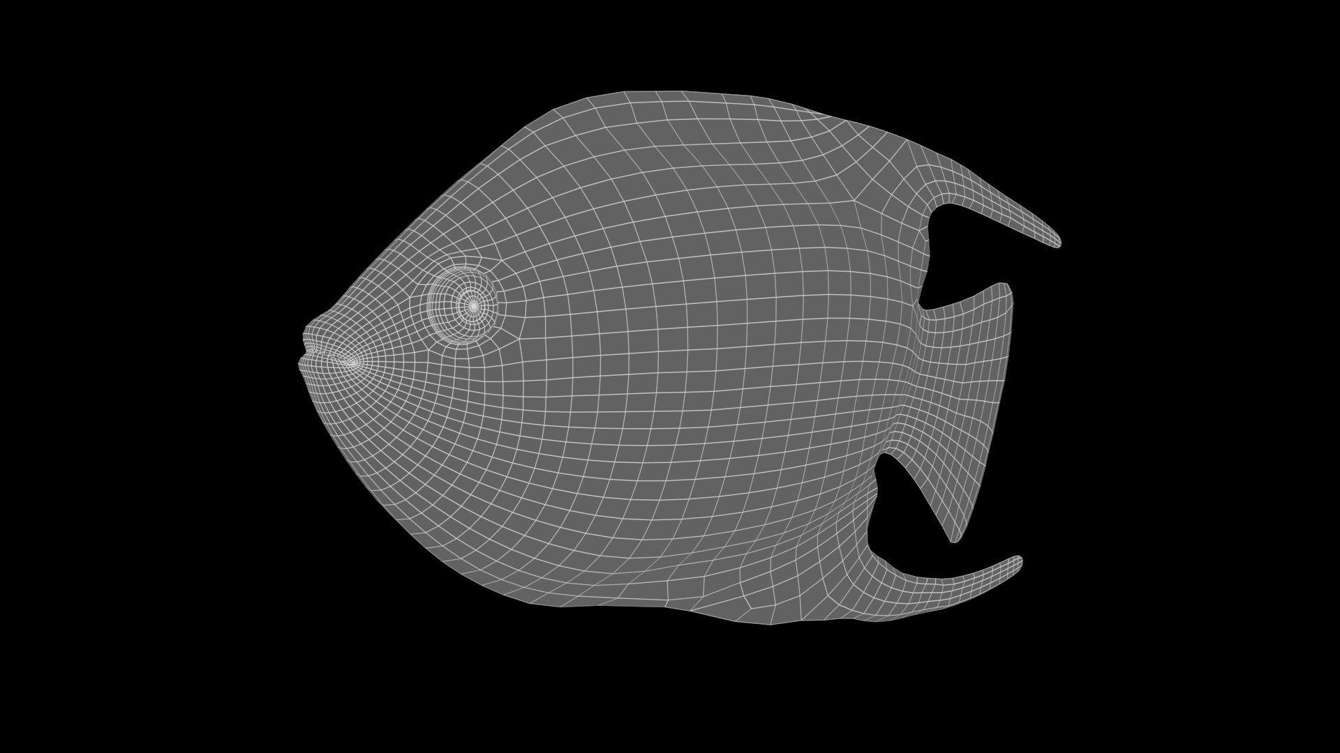 Angel Fish 3D Model - TurboSquid 2064127