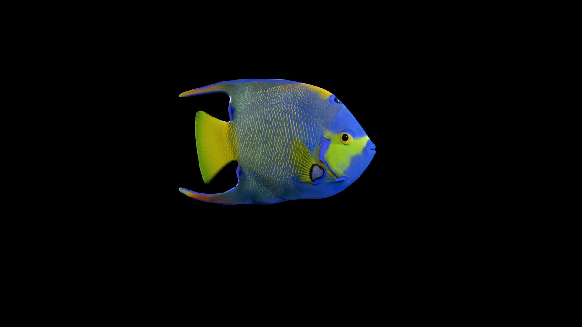 Angel Fish 3D model - TurboSquid 2064127