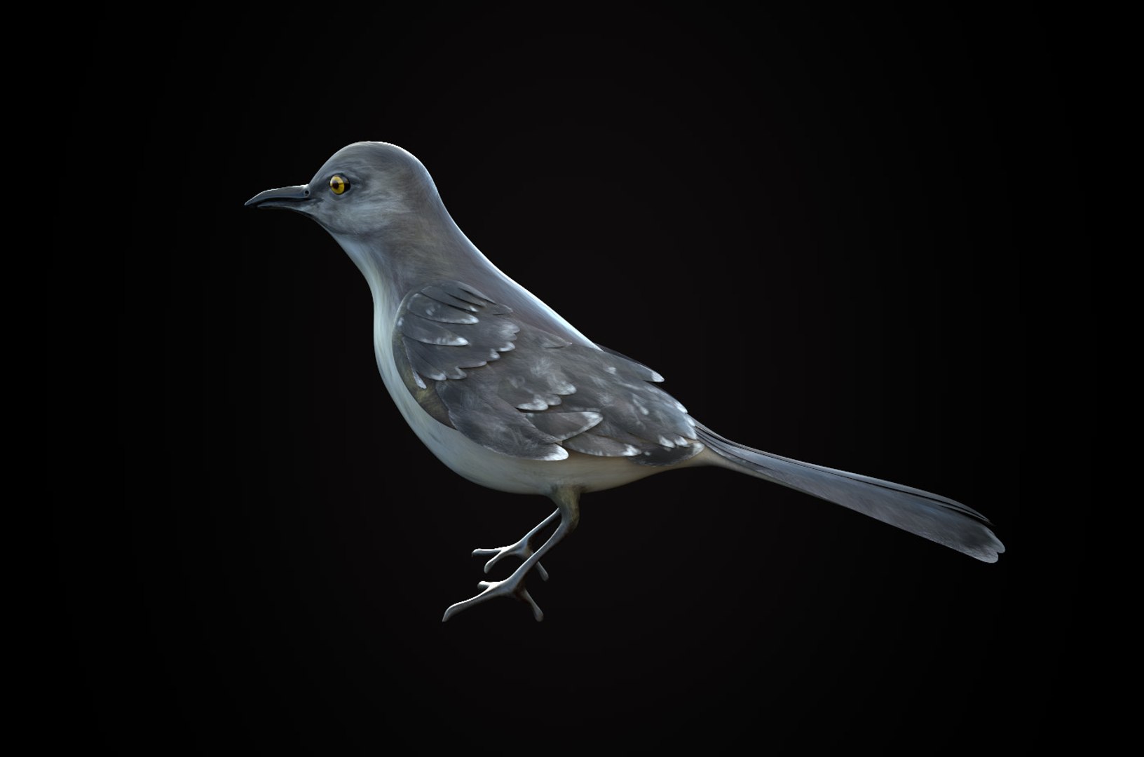 3D Mocking Bird Mockingbird - TurboSquid 1621177