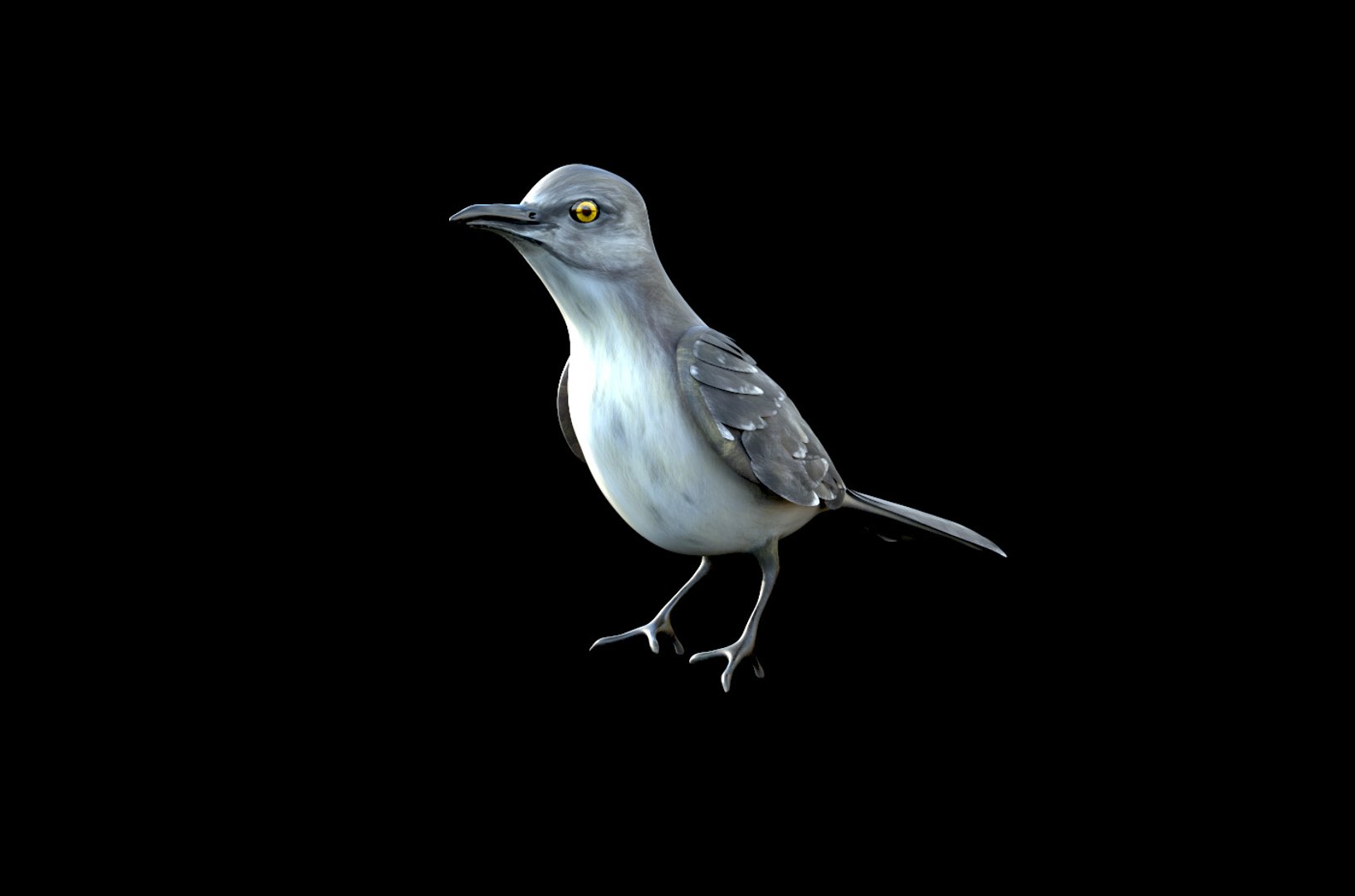 3D Mocking Bird Mockingbird - TurboSquid 1621177