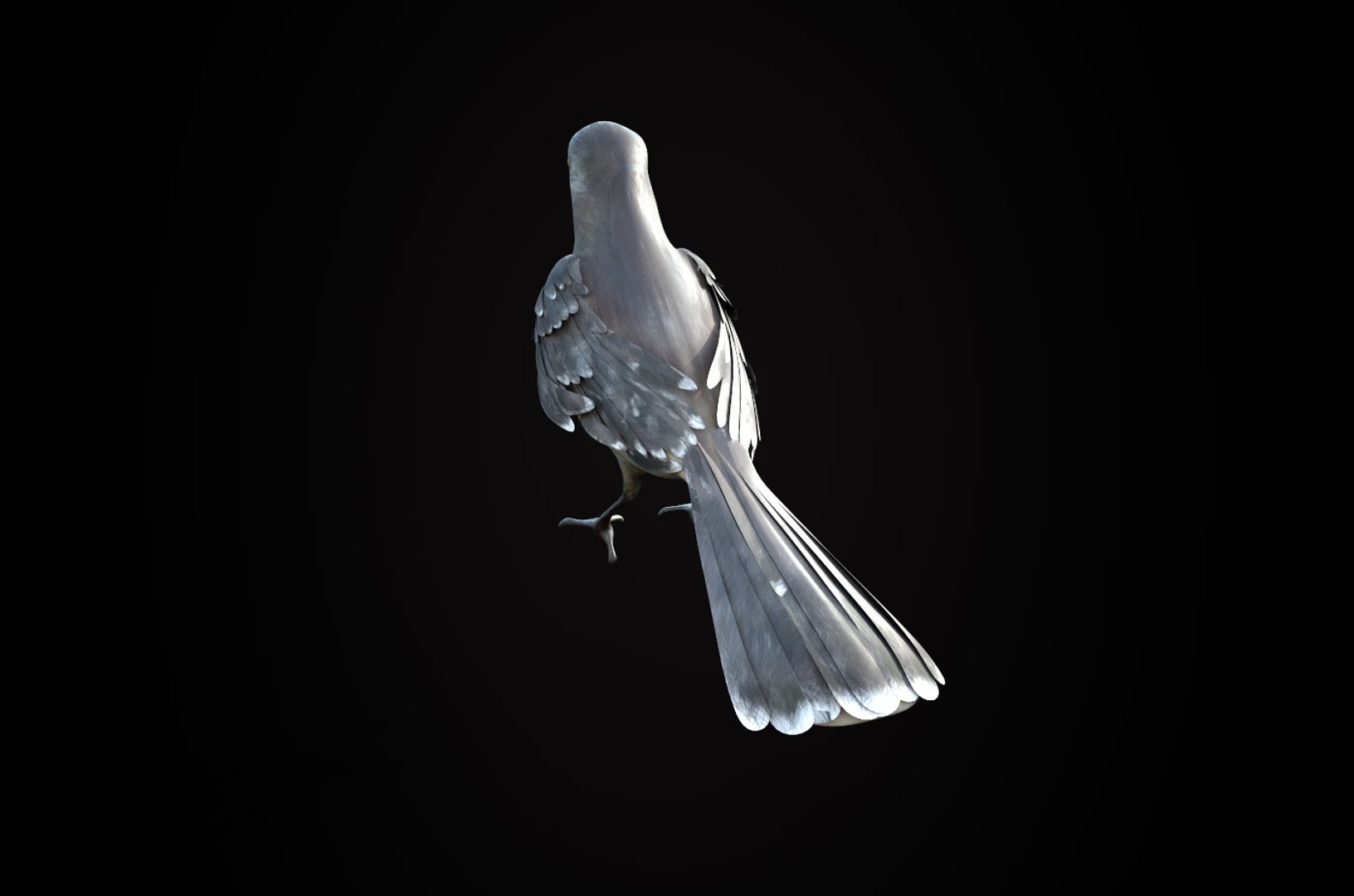3D Mocking Bird Mockingbird - TurboSquid 1621177