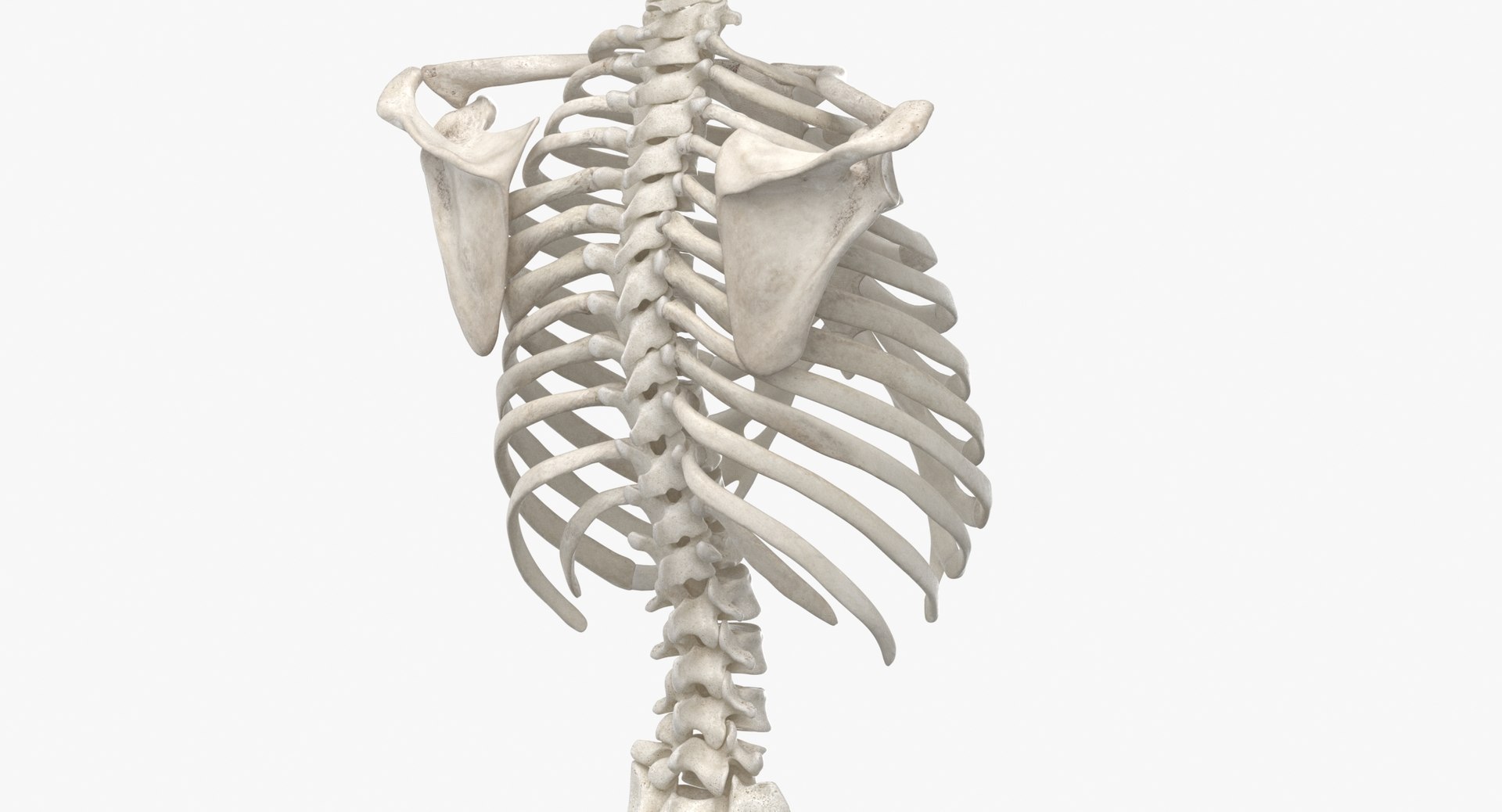 Real human rib cage 3D model - TurboSquid 1648878