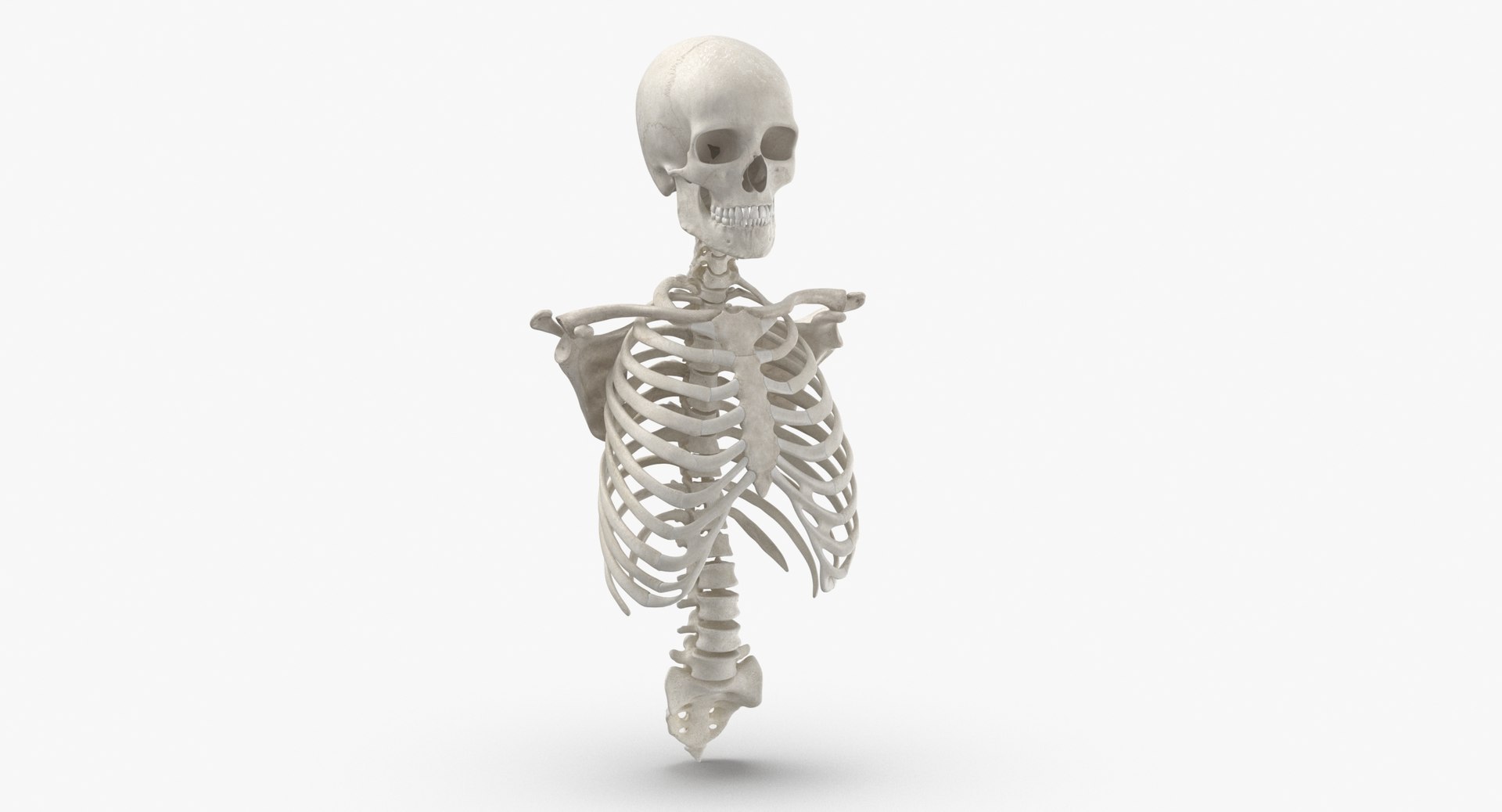 Real human rib cage 3D model - TurboSquid 1648878