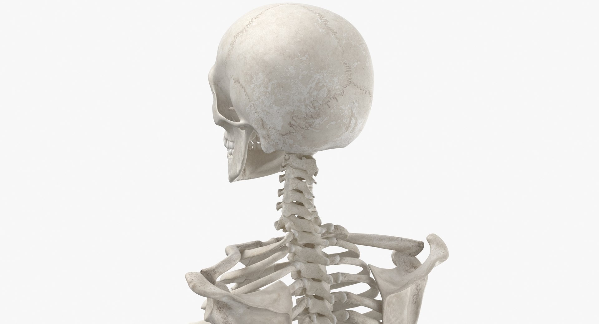 Real human rib cage 3D model - TurboSquid 1648878