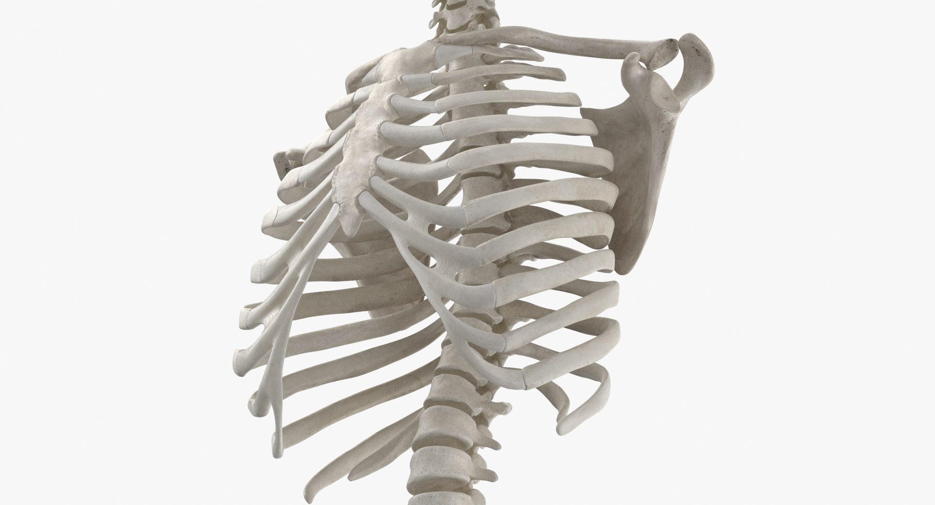 Real human rib cage 3D model - TurboSquid 1648878