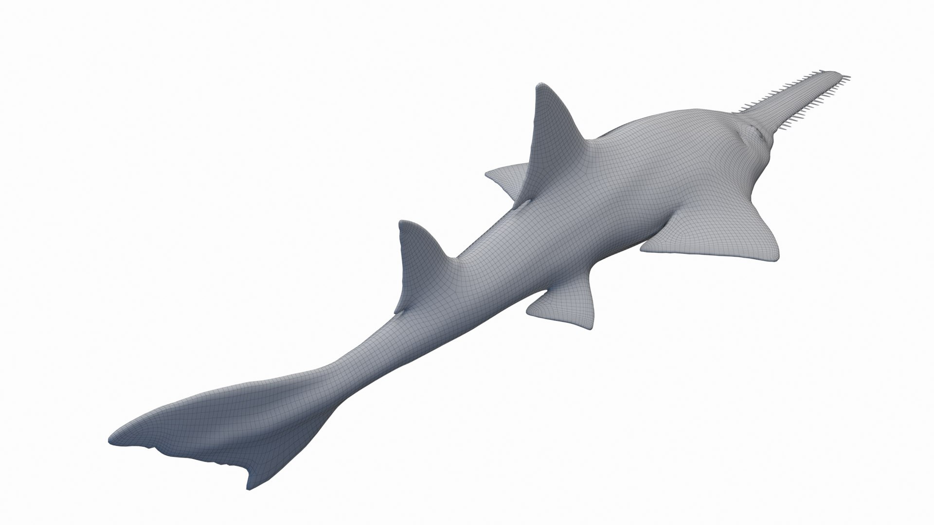 Sawfish Anmated Model - TurboSquid 2149565