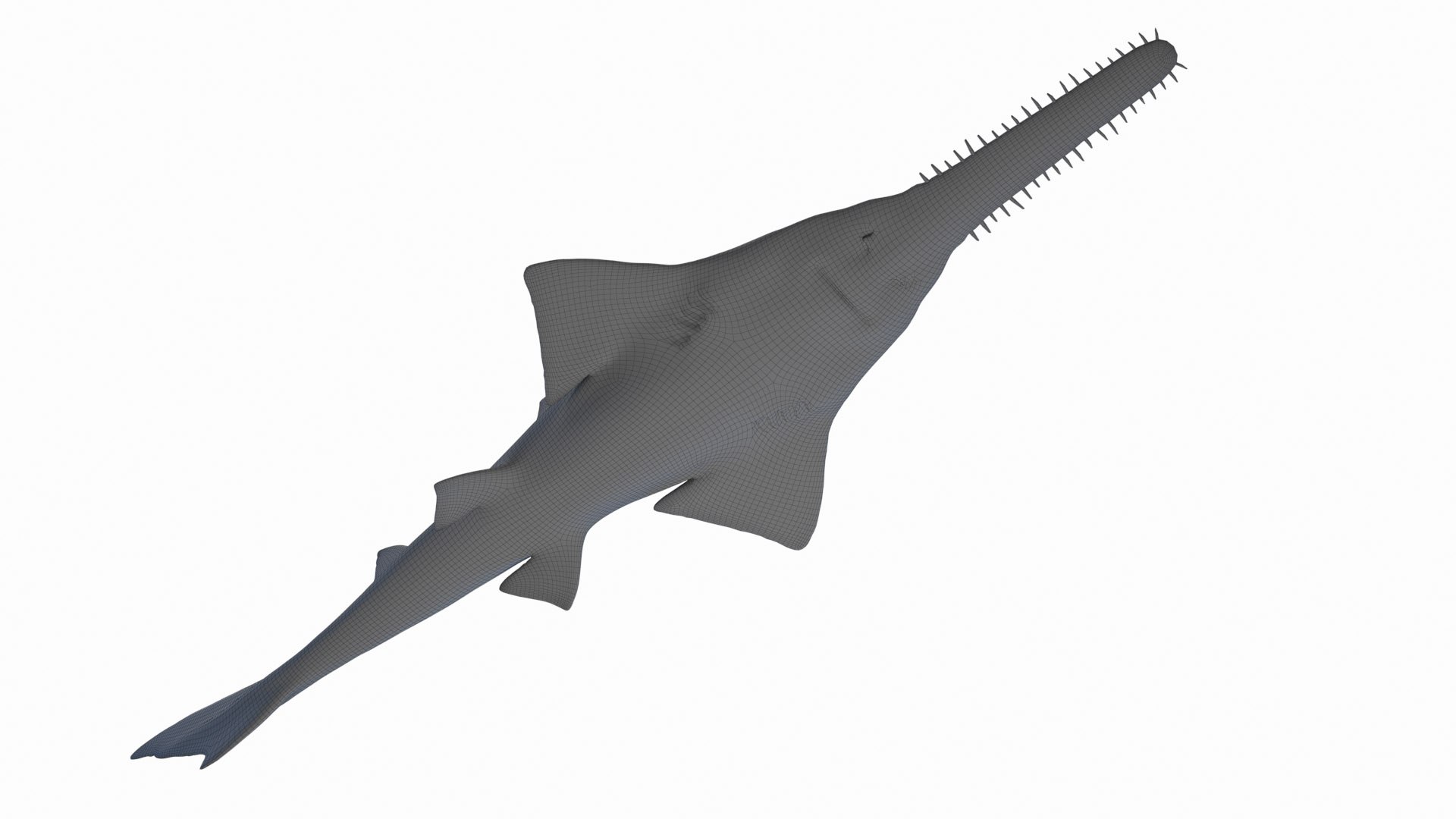 Sawfish Anmated Model - TurboSquid 2149565