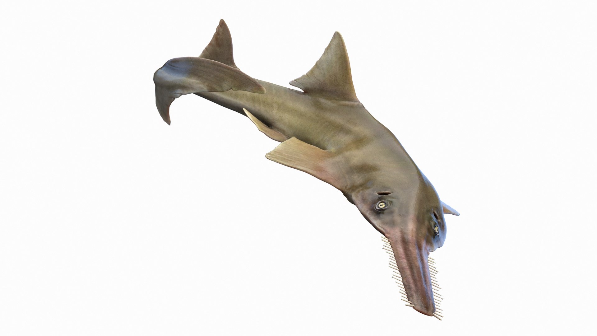 Sawfish Anmated model - TurboSquid 2149565