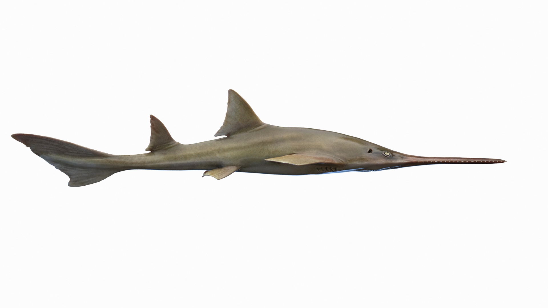 Sawfish Anmated Model - TurboSquid 2149565