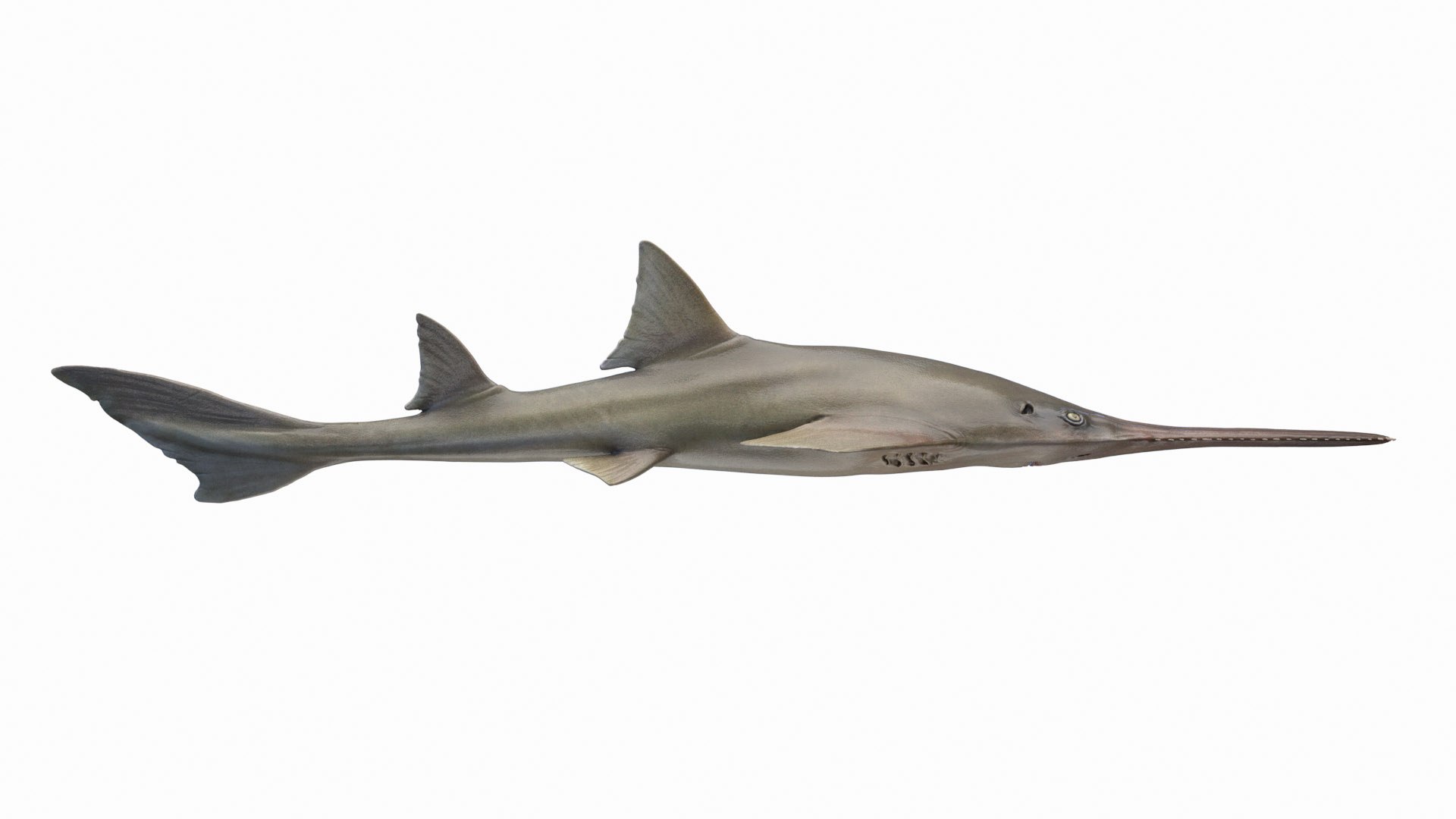 Sawfish Anmated Model - TurboSquid 2149565