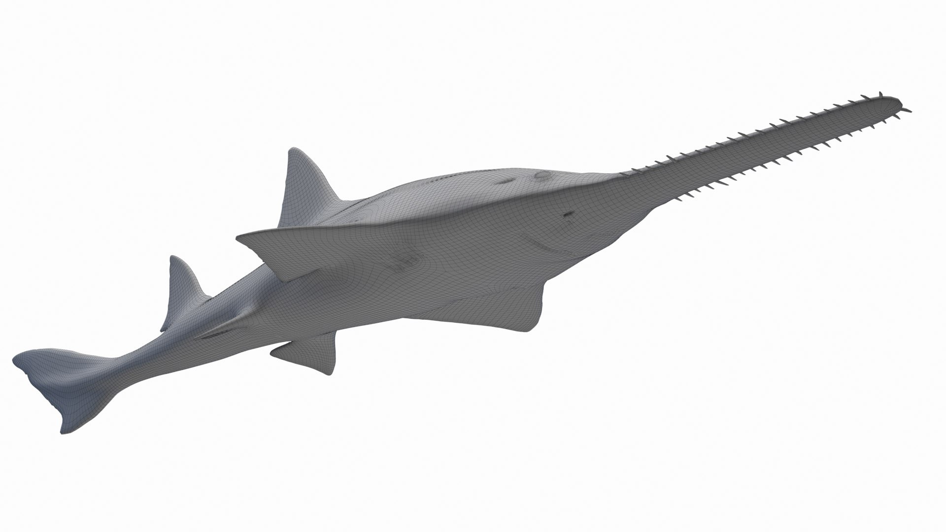 Sawfish Anmated Model - TurboSquid 2149565