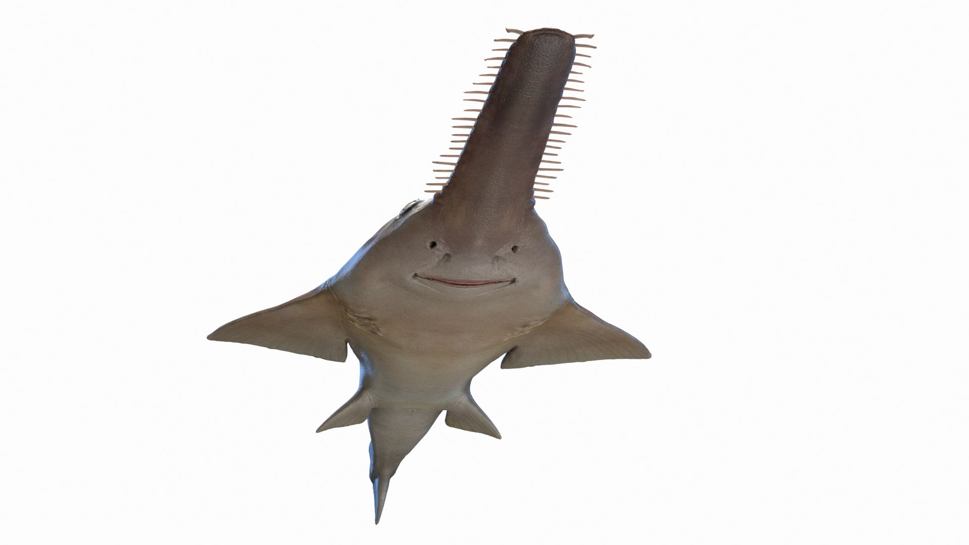 Sawfish Anmated Model - TurboSquid 2149565