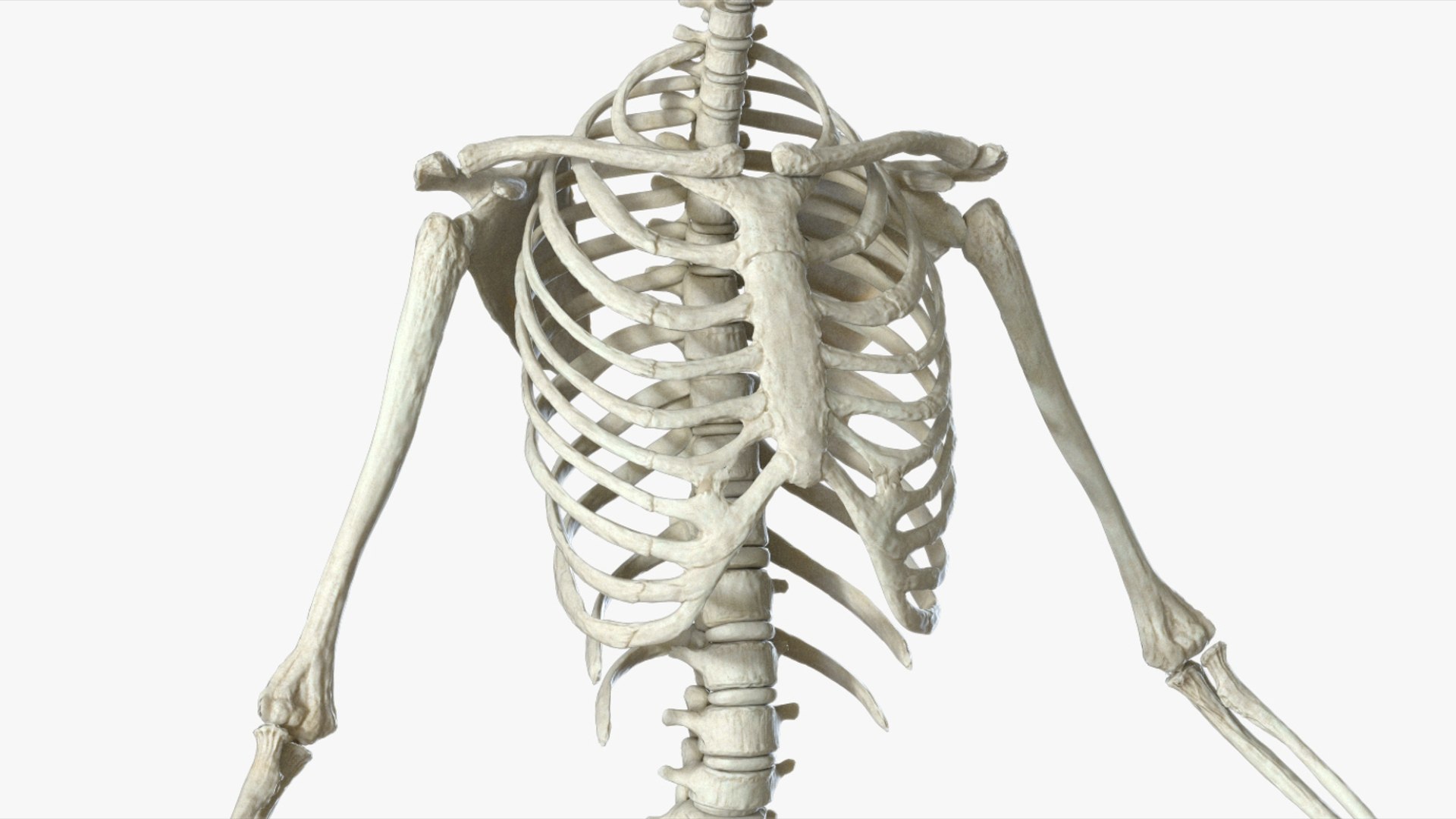 Human Skeleton Rigged 3D 3D Model - TurboSquid 2426398
