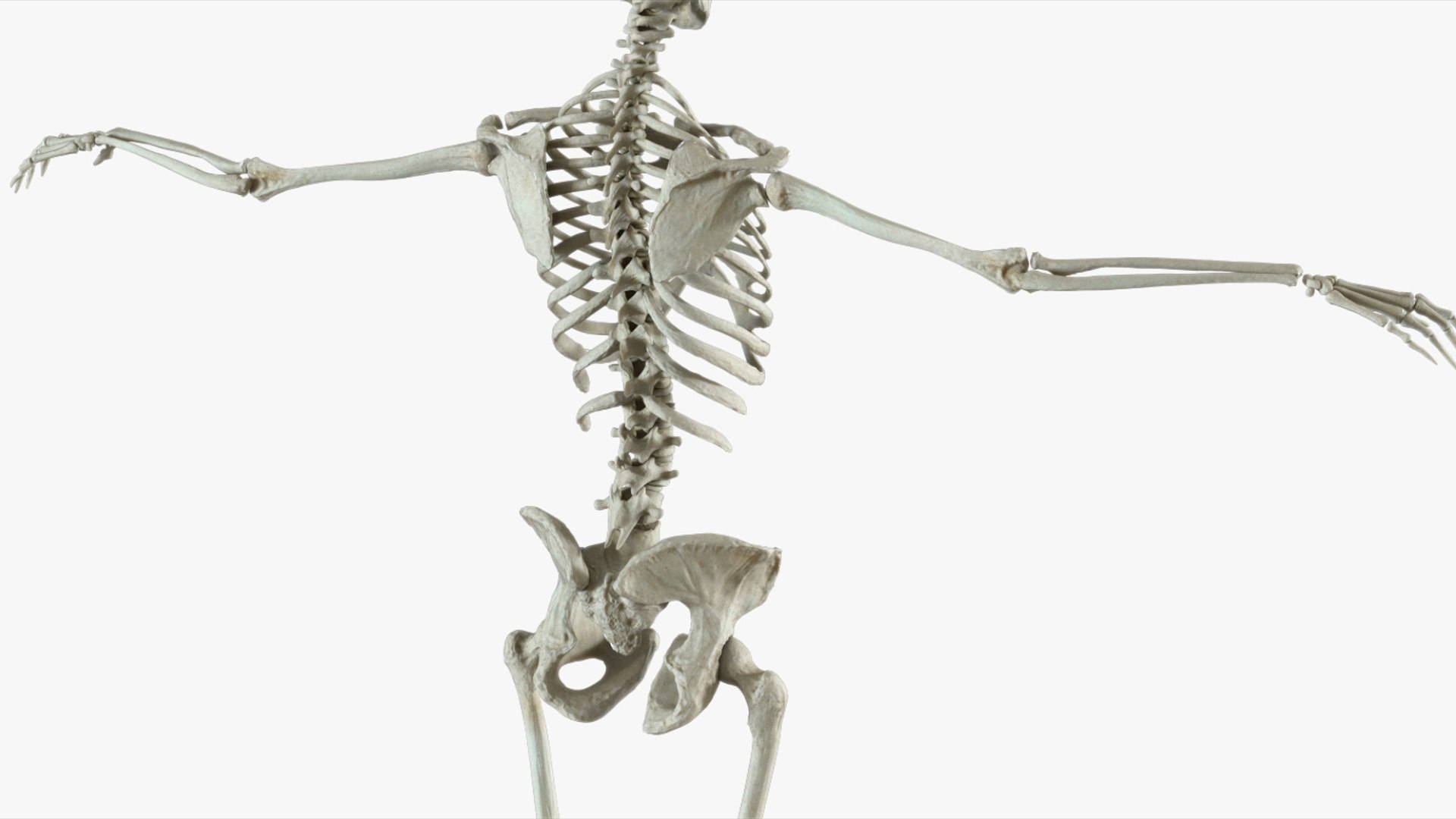 Human Skeleton Rigged 3D 3D Model - TurboSquid 2426398