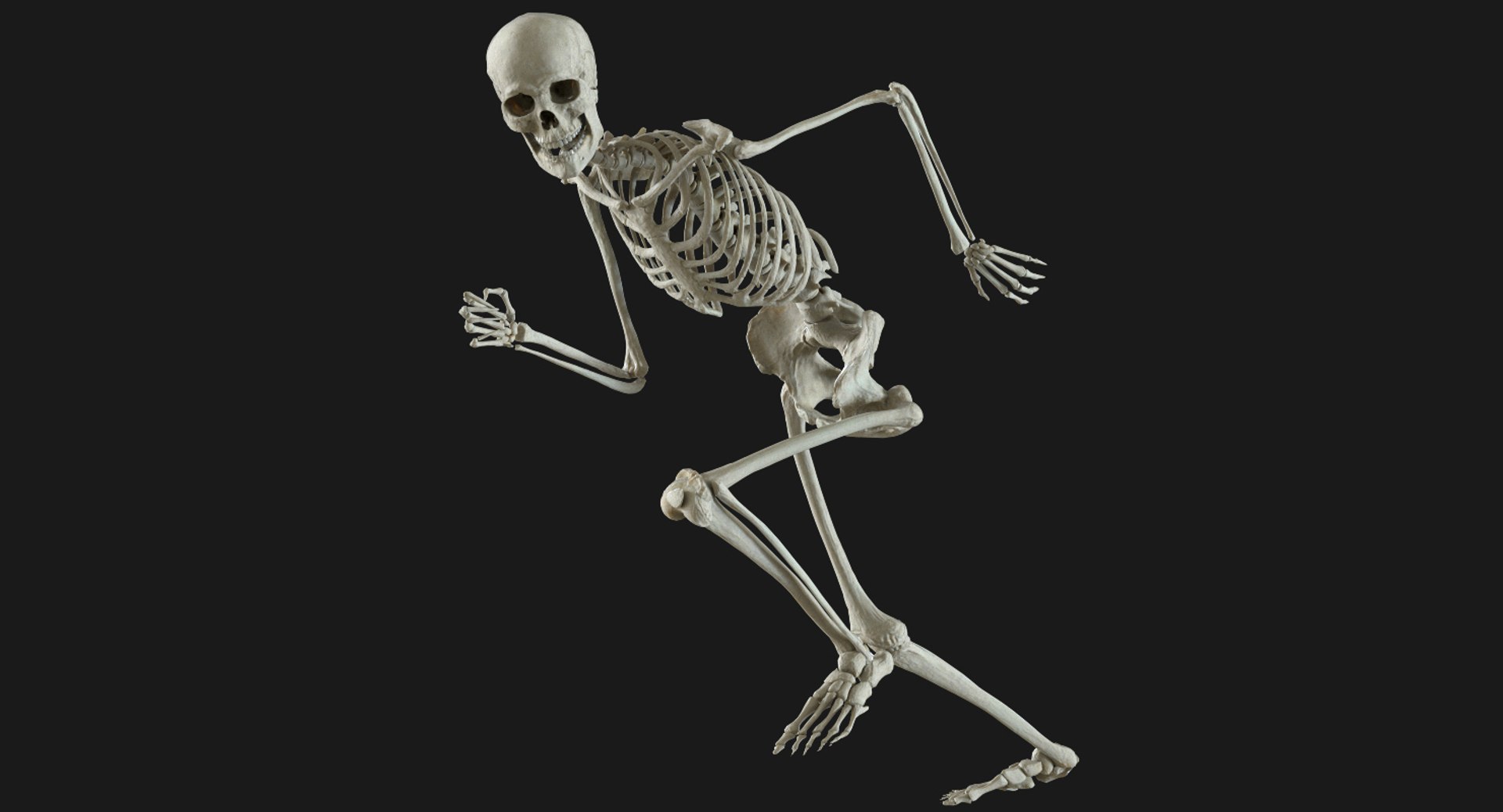 Human Skeleton Rigged 3D 3D Model - TurboSquid 2426398